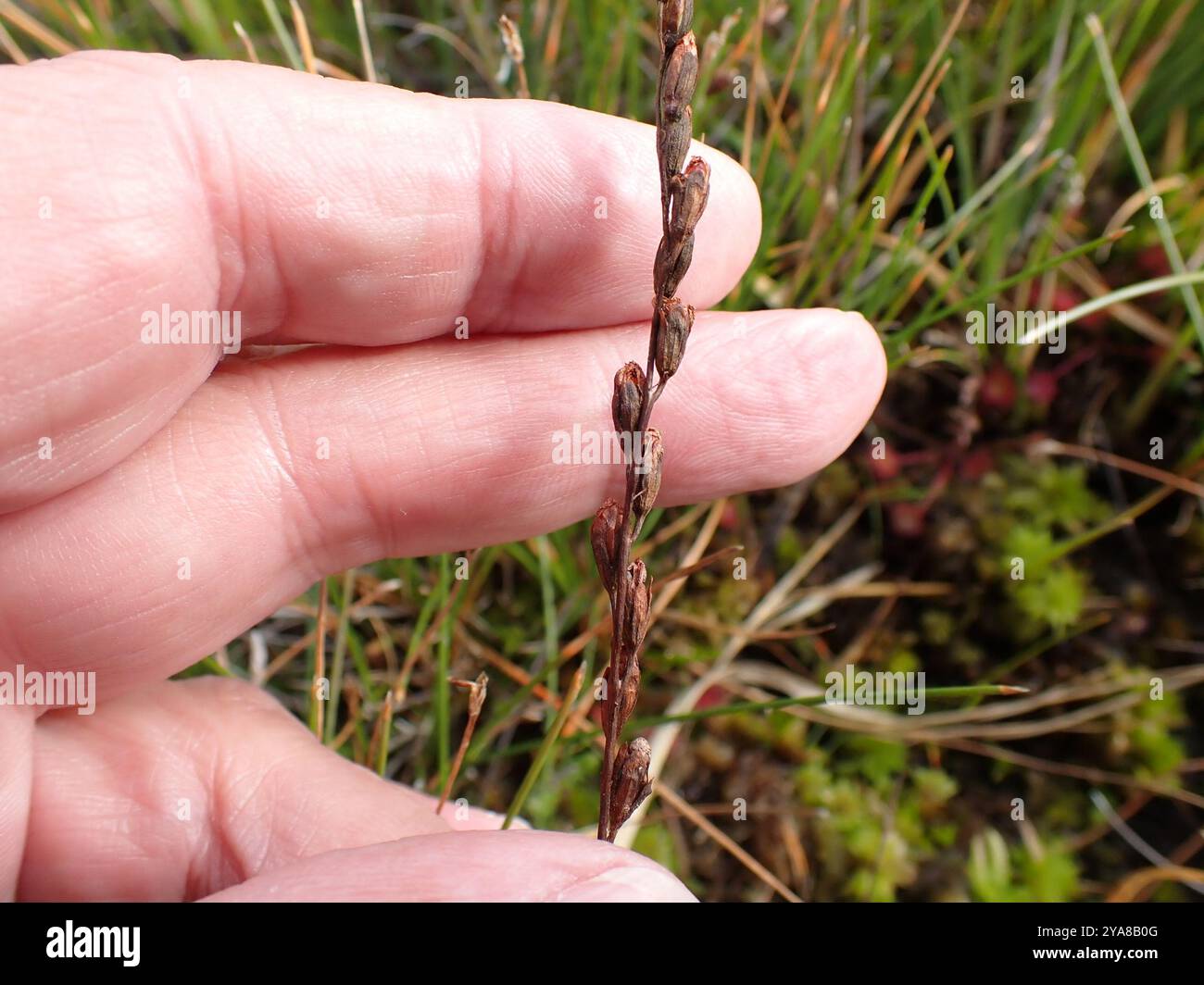 marsh arrowgrass (Triglochin palustris) Plantae Stock Photo - Alamy