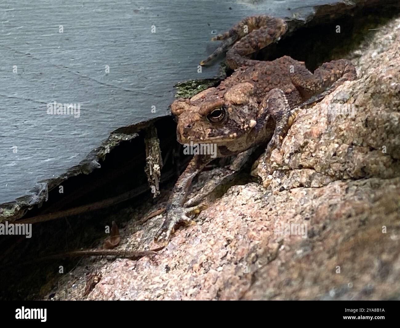 Eastern American Toad (Anaxyrus americanus americanus) Amphibia Stock ...