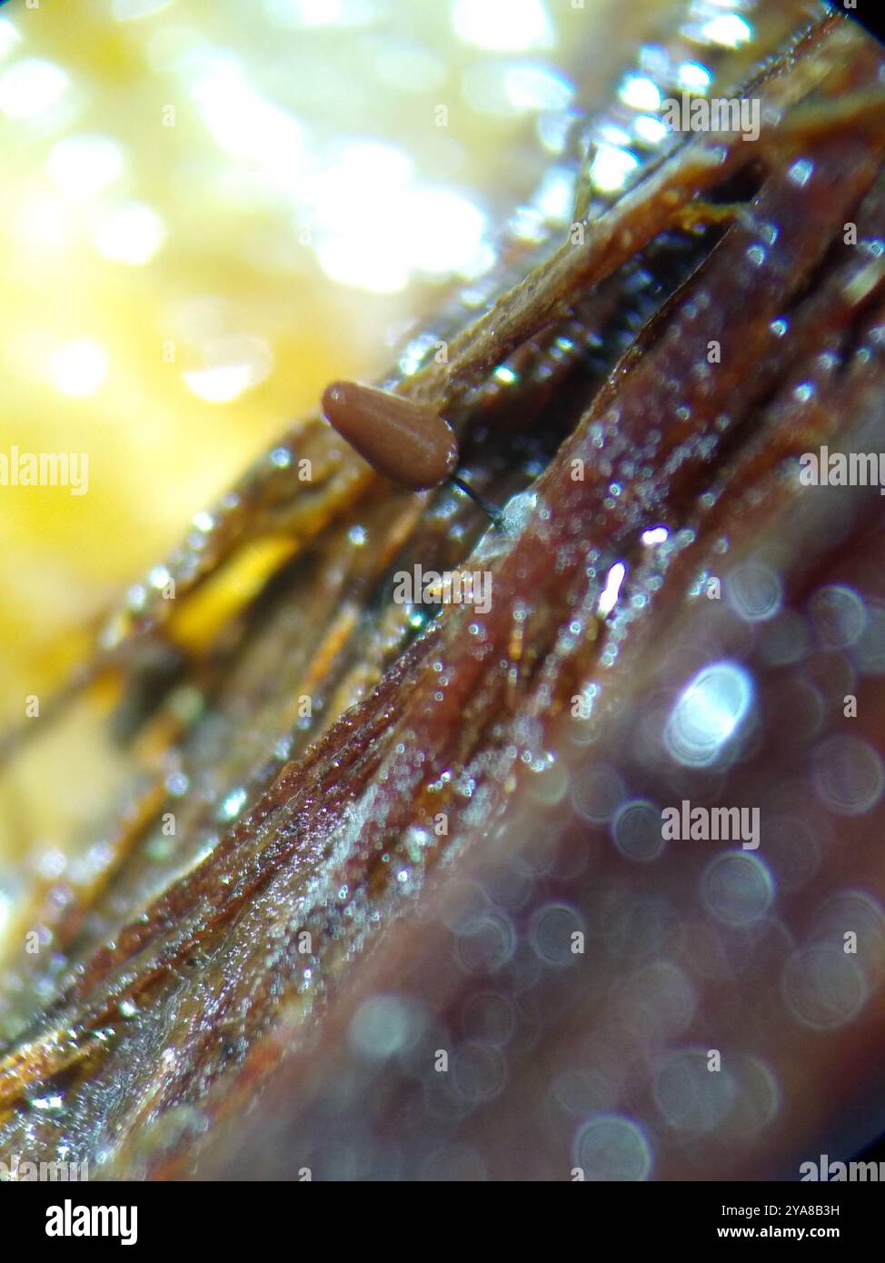 (Comatricha vineatilis) Protozoa Stock Photo - Alamy