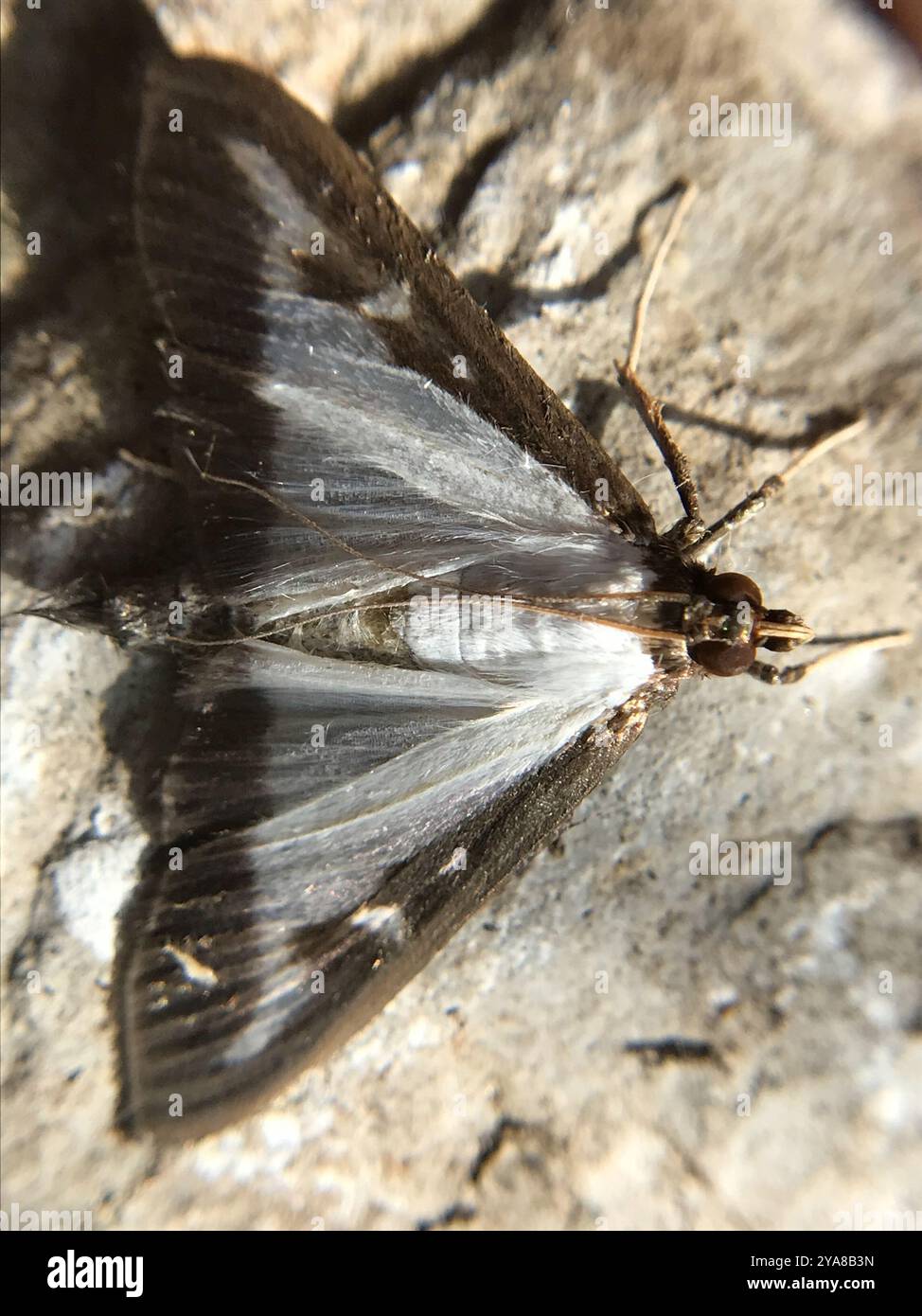 Box Tree Moth (Cydalima perspectalis) Insecta Stock Photo - Alamy