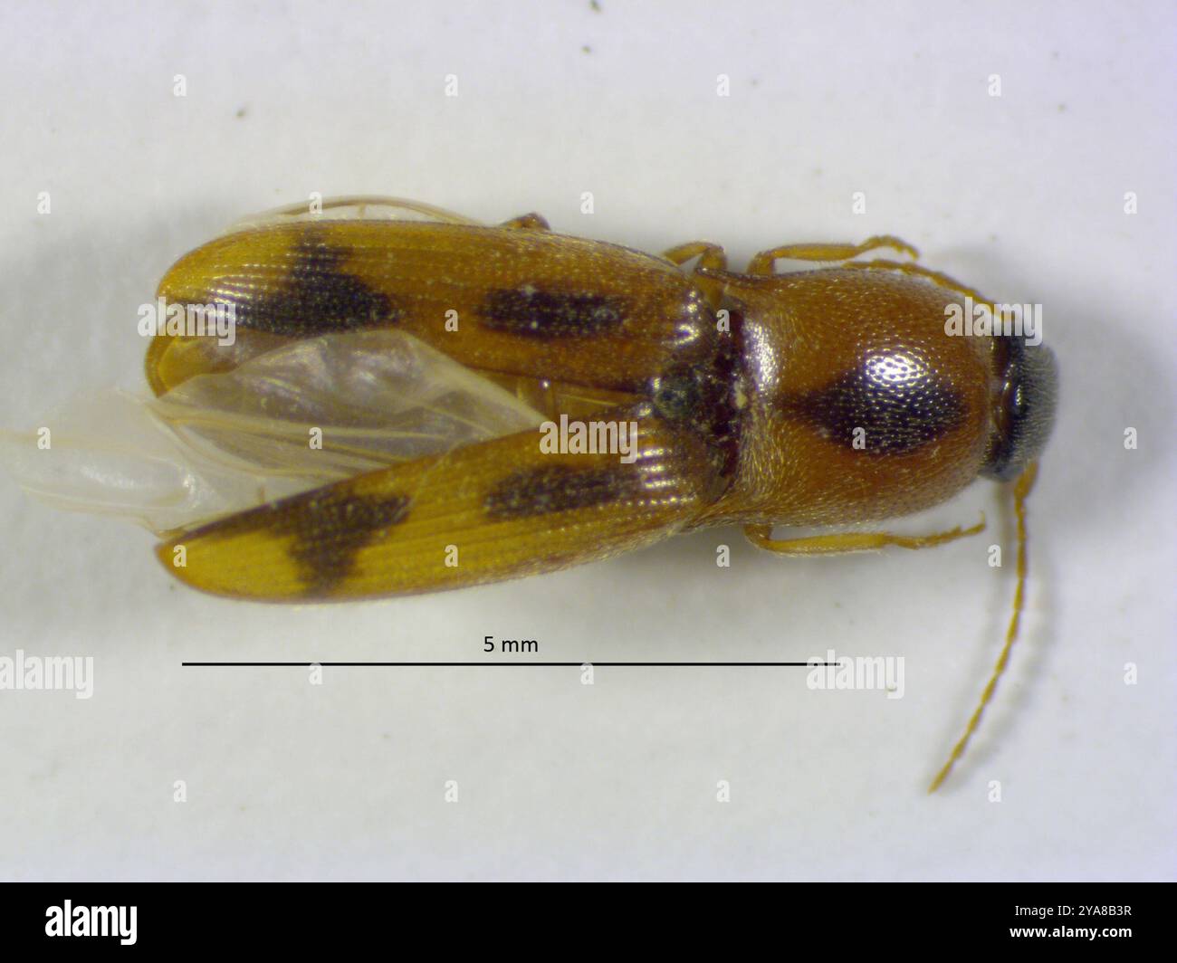 Sweet Click Beetle (Aeolus mellillus) Insecta Stock Photo - Alamy