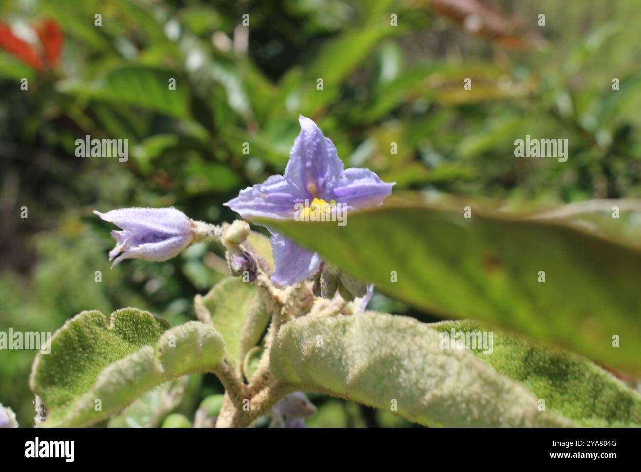 lanceleaf nightshade (Solanum lanceolatum) Plantae Stock Photo - Alamy