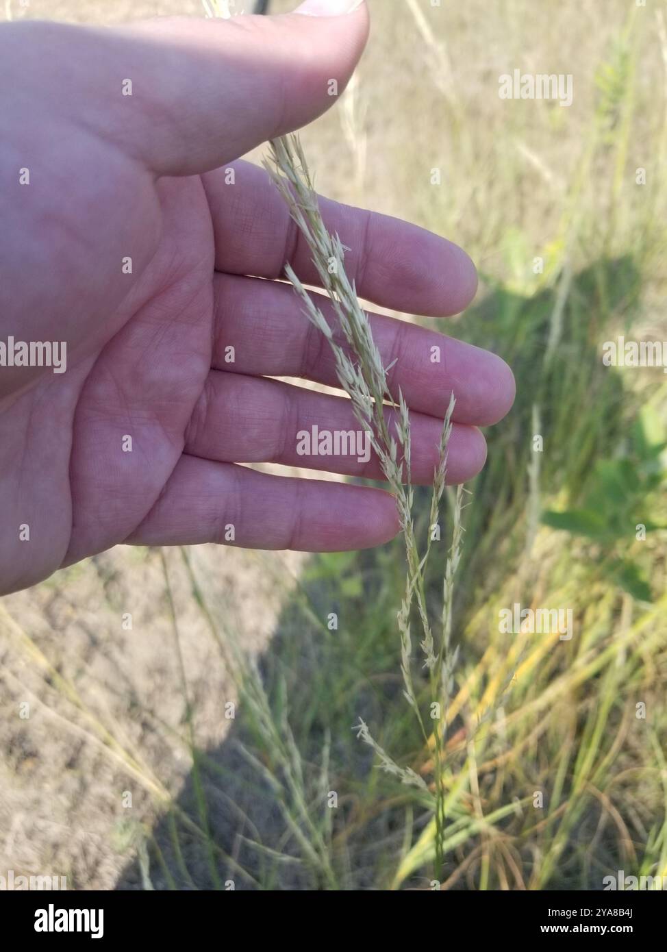 Sand Reedgrass (Sporobolus rigidus) Plantae Stock Photo - Alamy