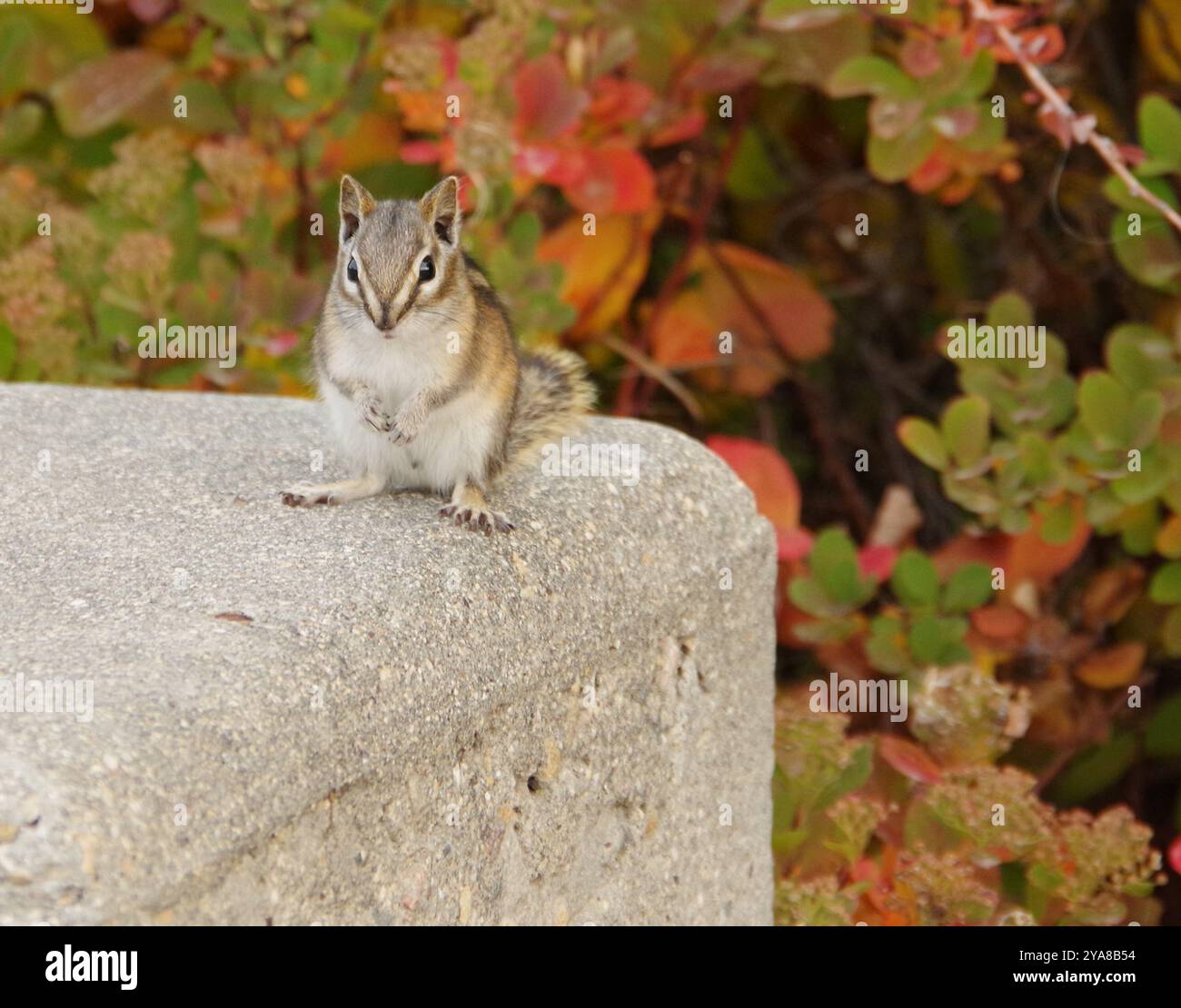 Least Chipmunk (Neotamias minimus) Mammalia Stock Photo - Alamy