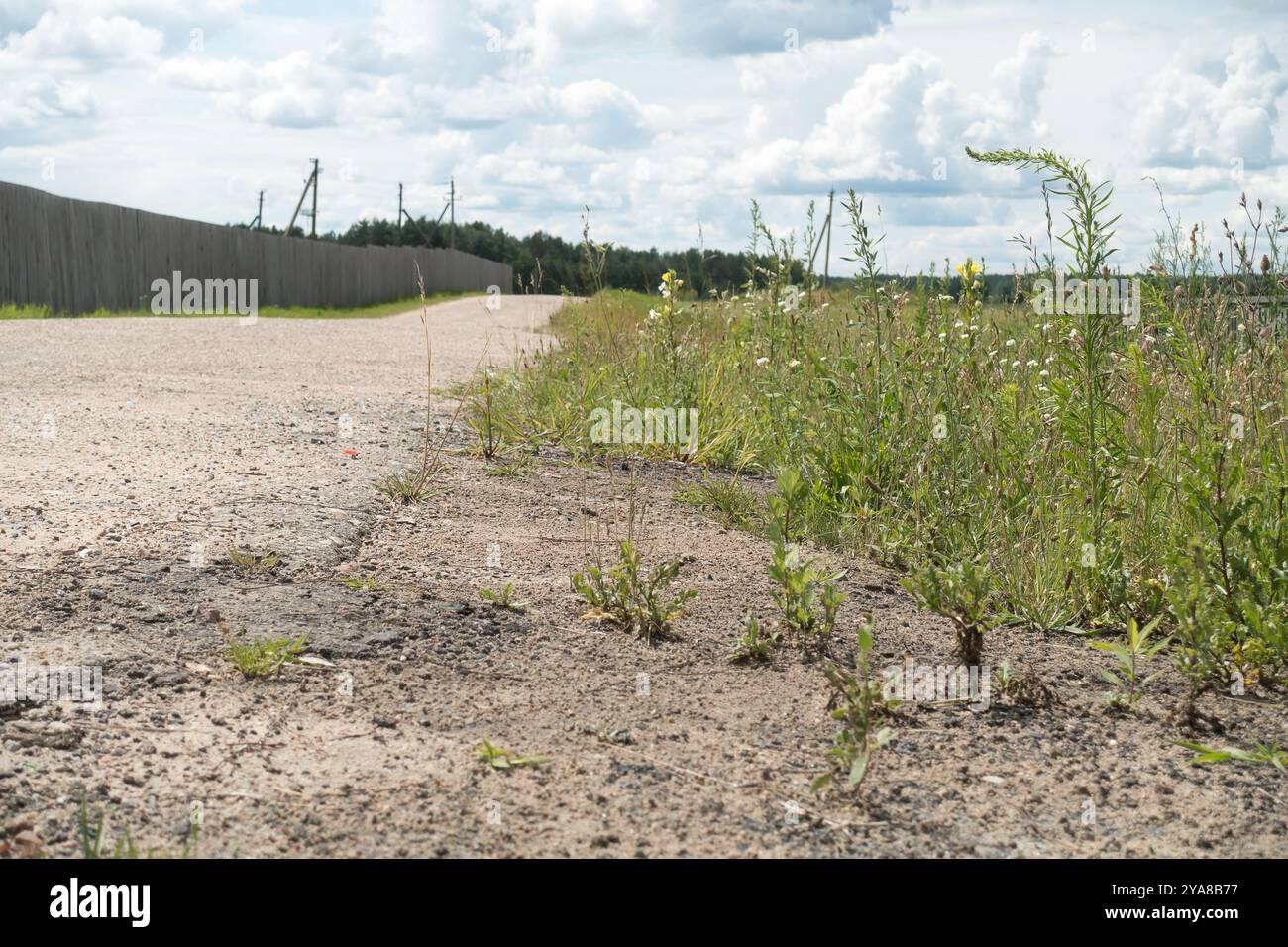 old sandy country road overgrown with grass Stock Photo - Alamy