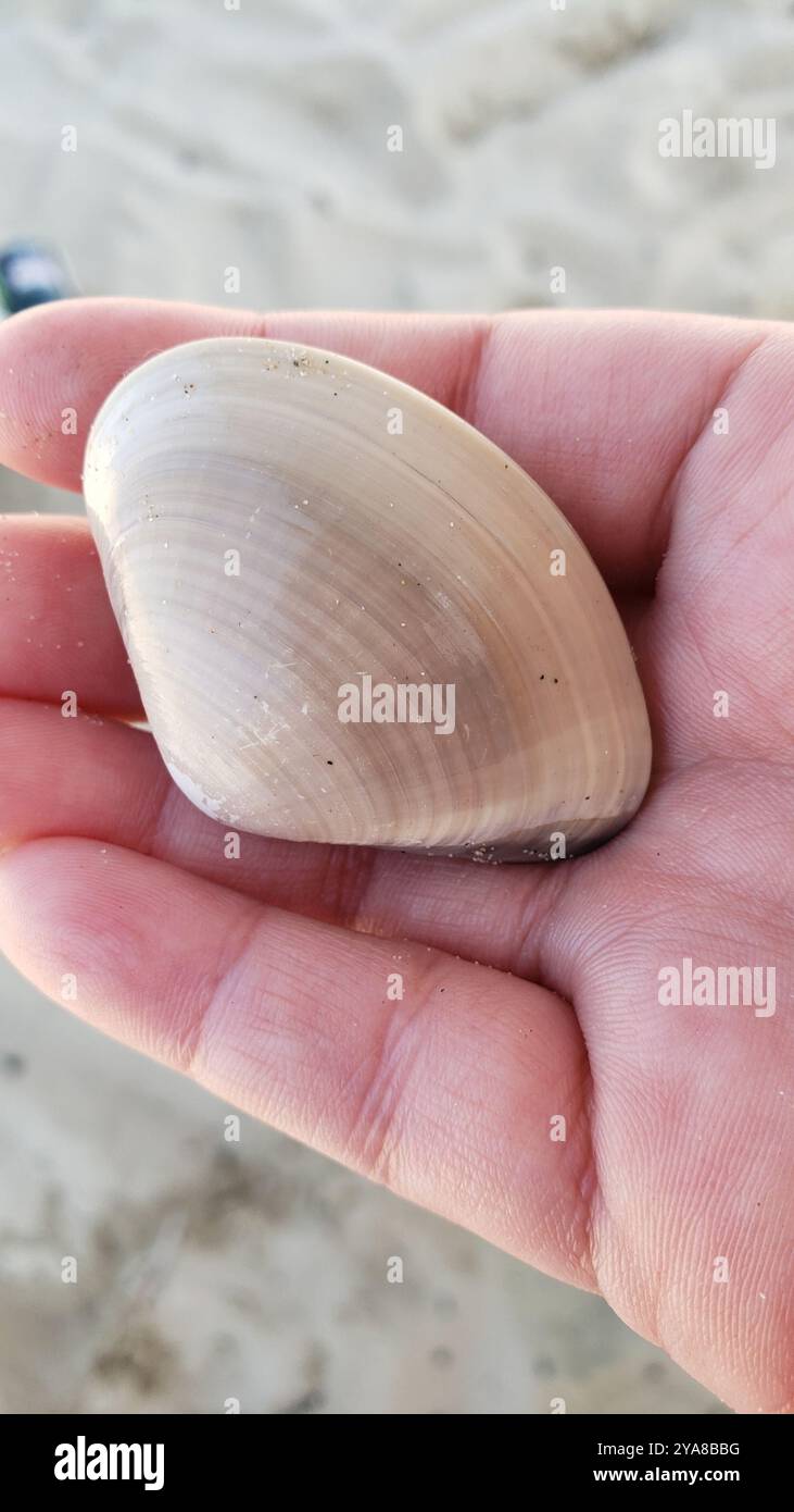Pismo Clam (Tivela stultorum) Mollusca Stock Photo - Alamy