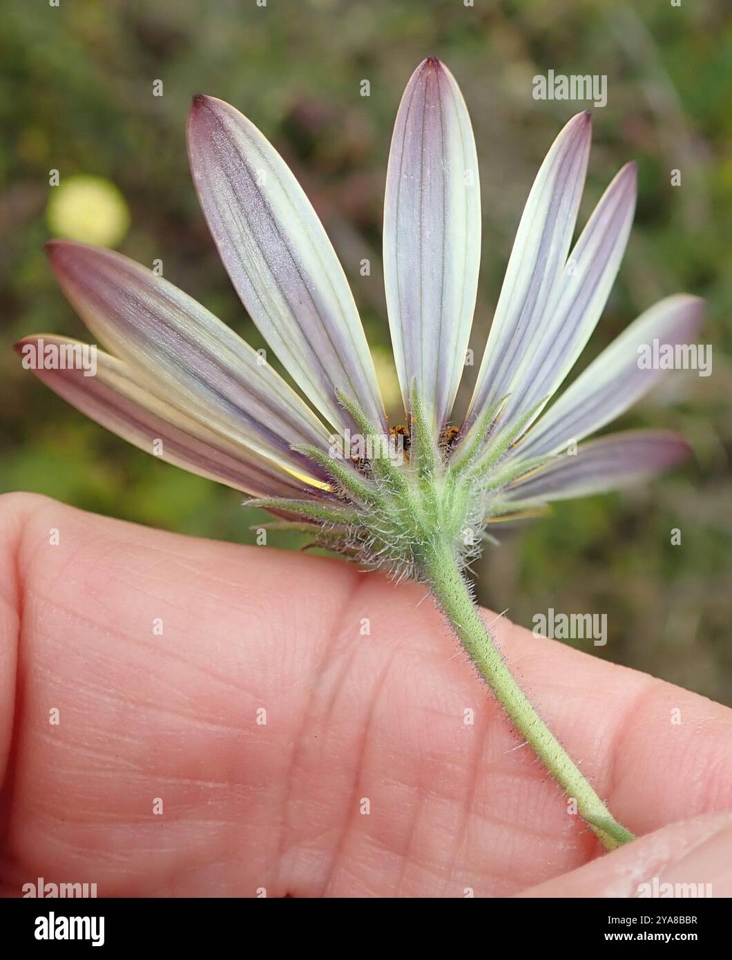 Cape marigold (Dimorphotheca sinuata) Plantae Stock Photo - Alamy