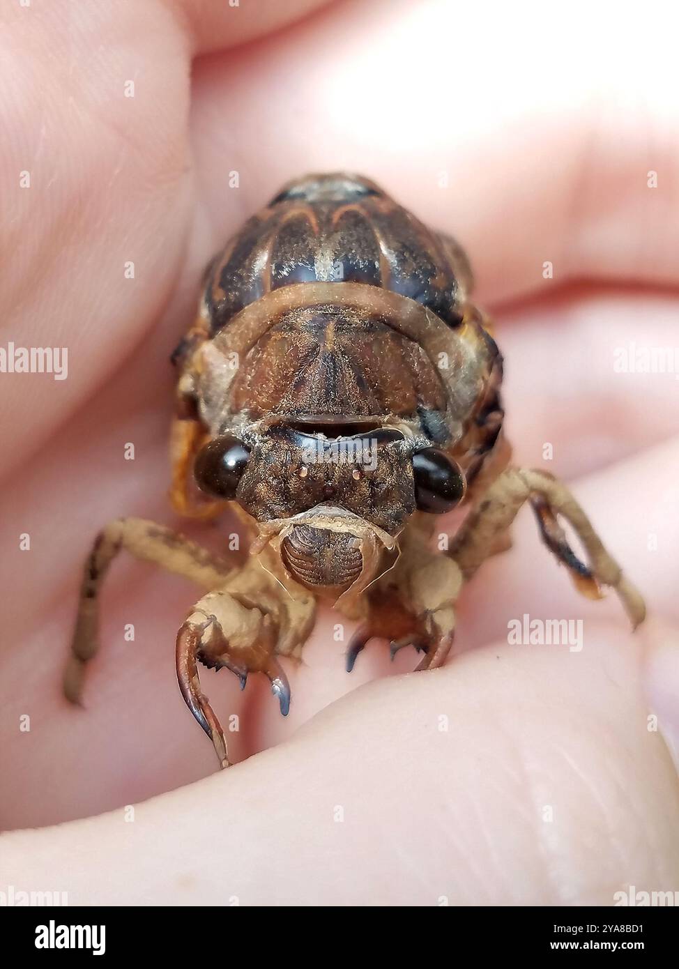 Fall Southeastern Dusk-singing Cicada (Megatibicen figuratus) Insecta ...