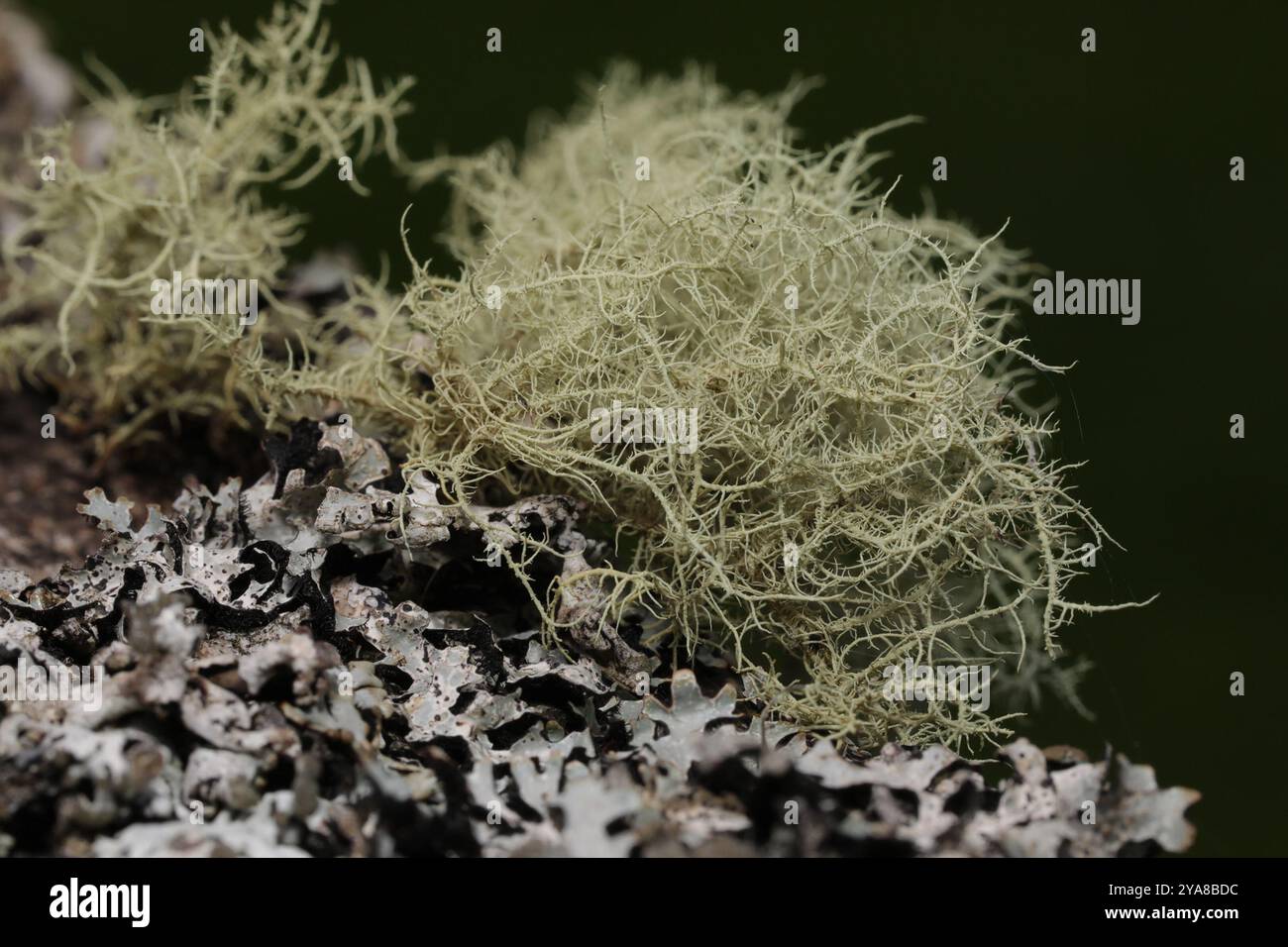 Bristly Beard Lichen (Usnea hirta) Fungi Stock Photo - Alamy