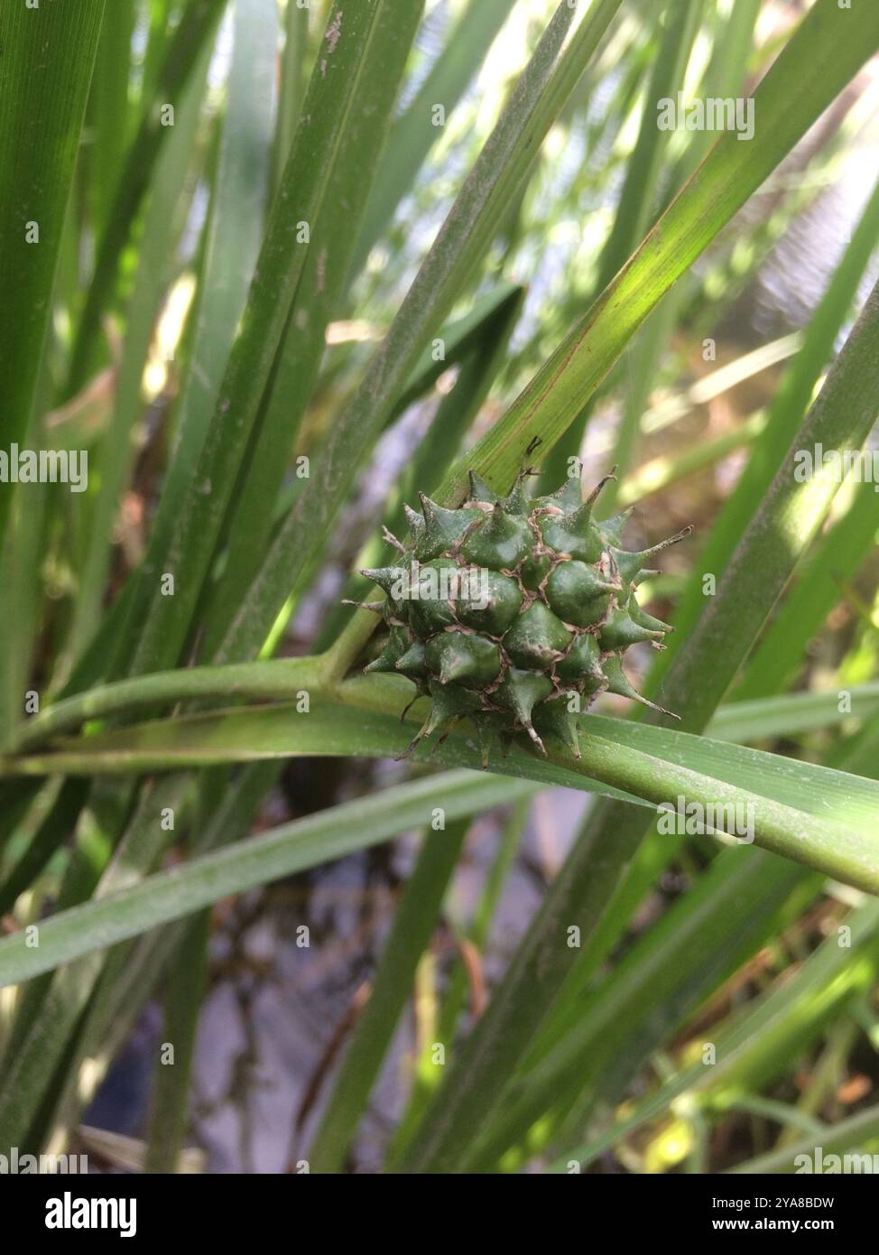 big bur-reed (Sparganium eurycarpum) Plantae Stock Photo - Alamy