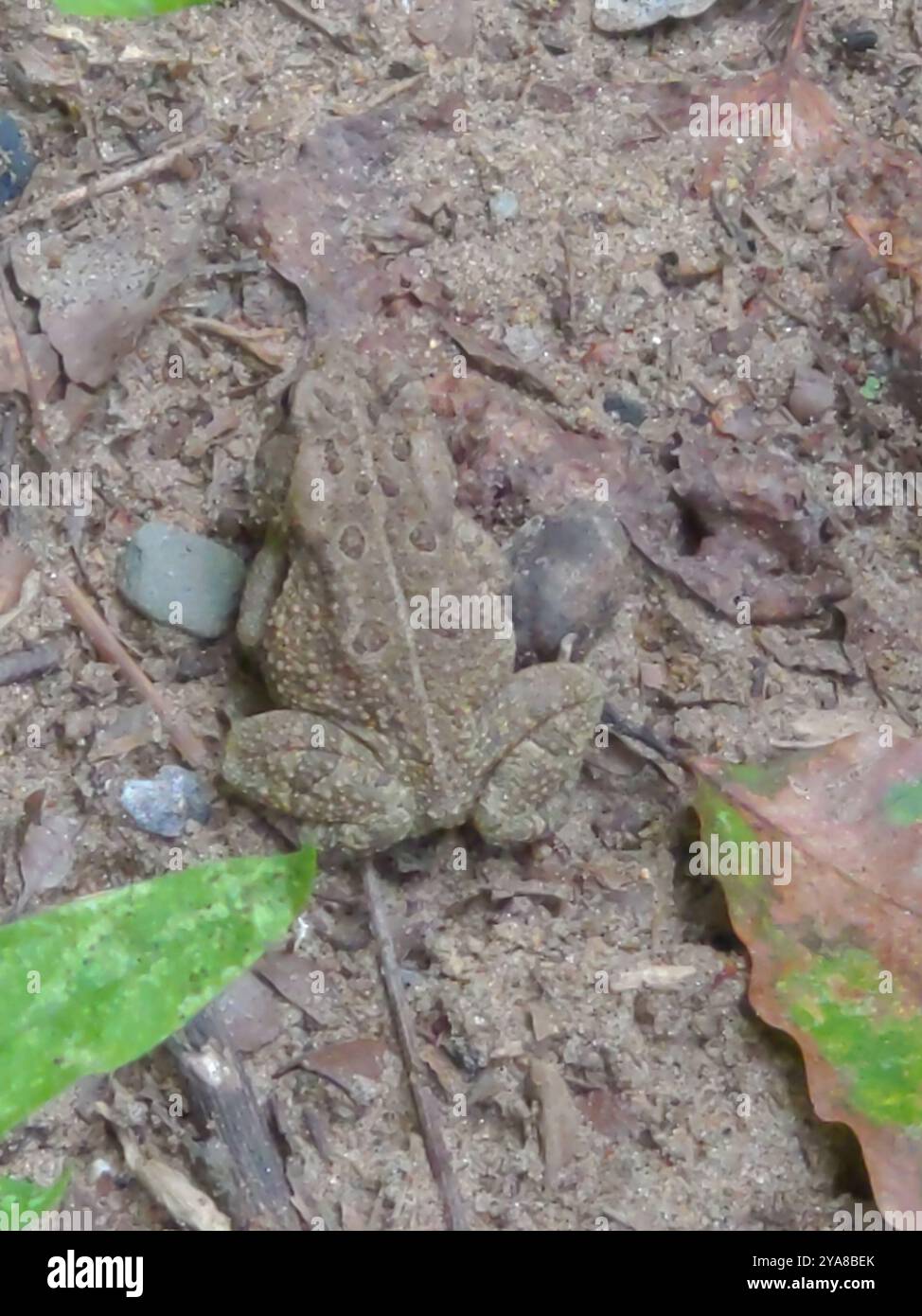 Fowler's Toad (Anaxyrus fowleri) Amphibia Stock Photo - Alamy
