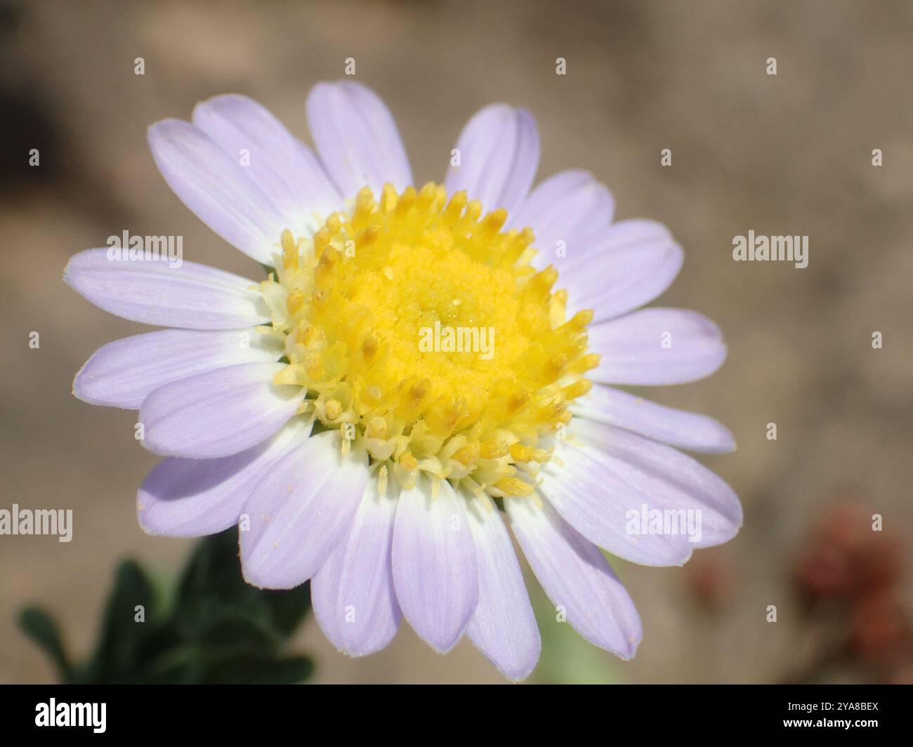 (Aster oldhamii) Plantae Stock Photo - Alamy