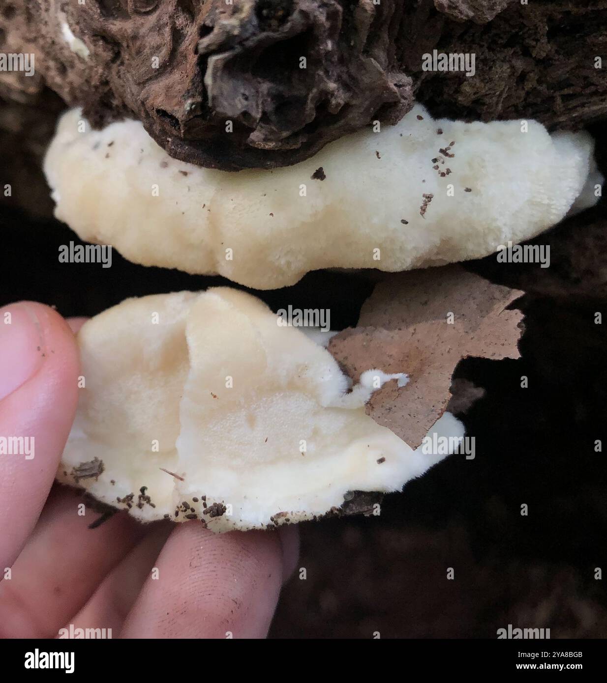 green cheese polypore (Fomitopsis spraguei) Fungi Stock Photo - Alamy