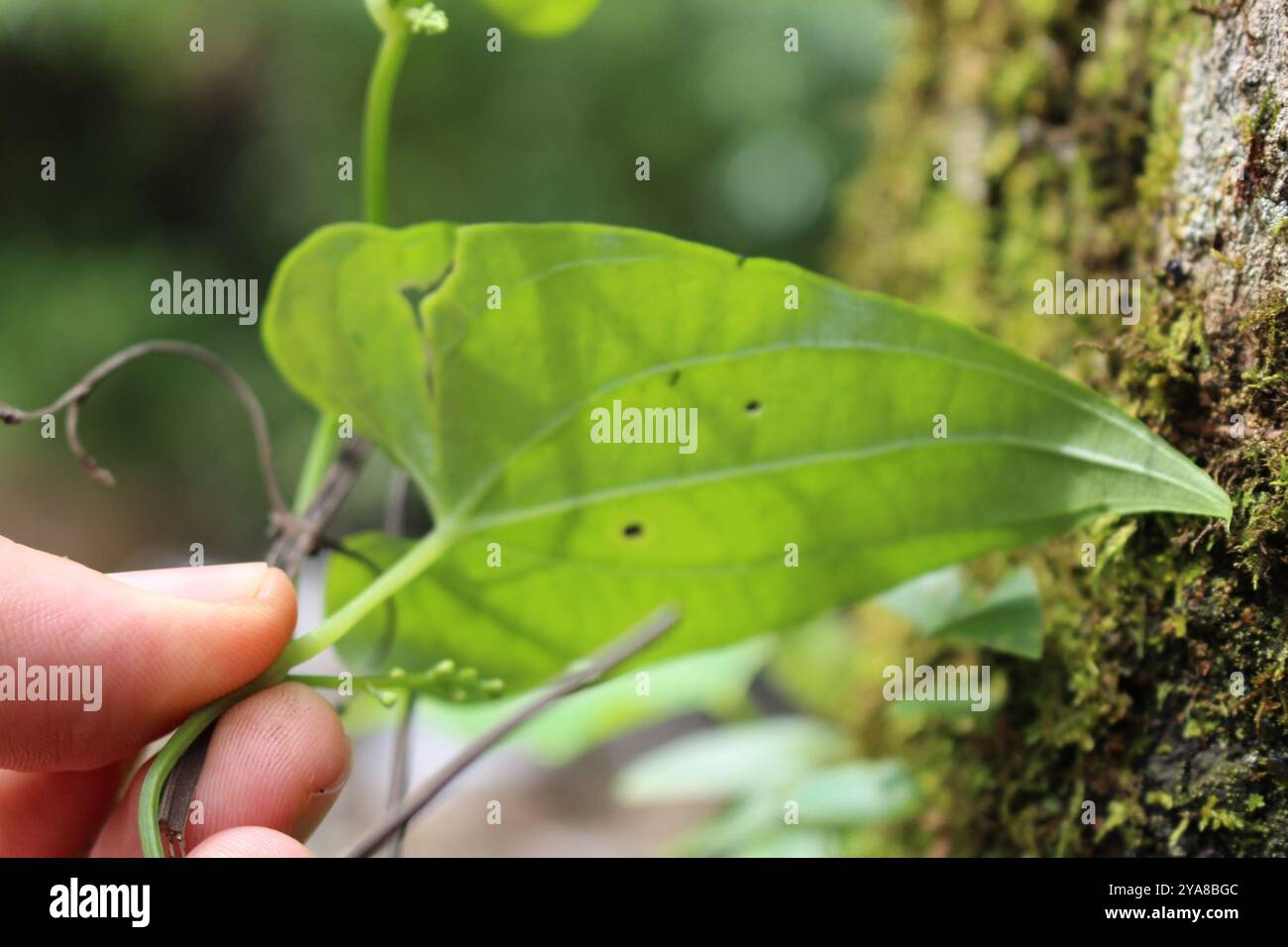 true yams (Dioscoreaceae) Plantae Stock Photo - Alamy