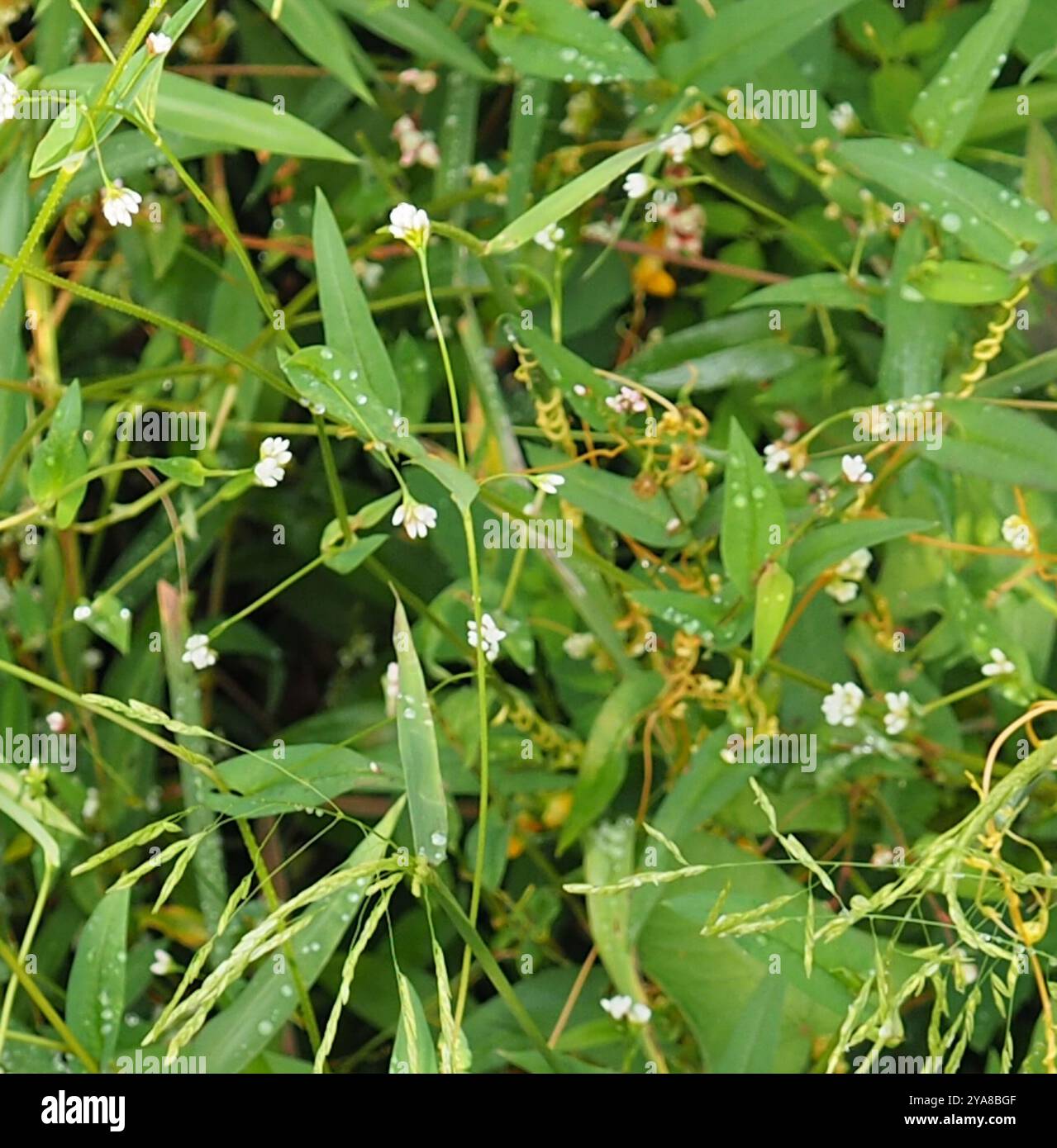 arrow-leaved tearthumb (Persicaria sagittata) Plantae Stock Photo - Alamy