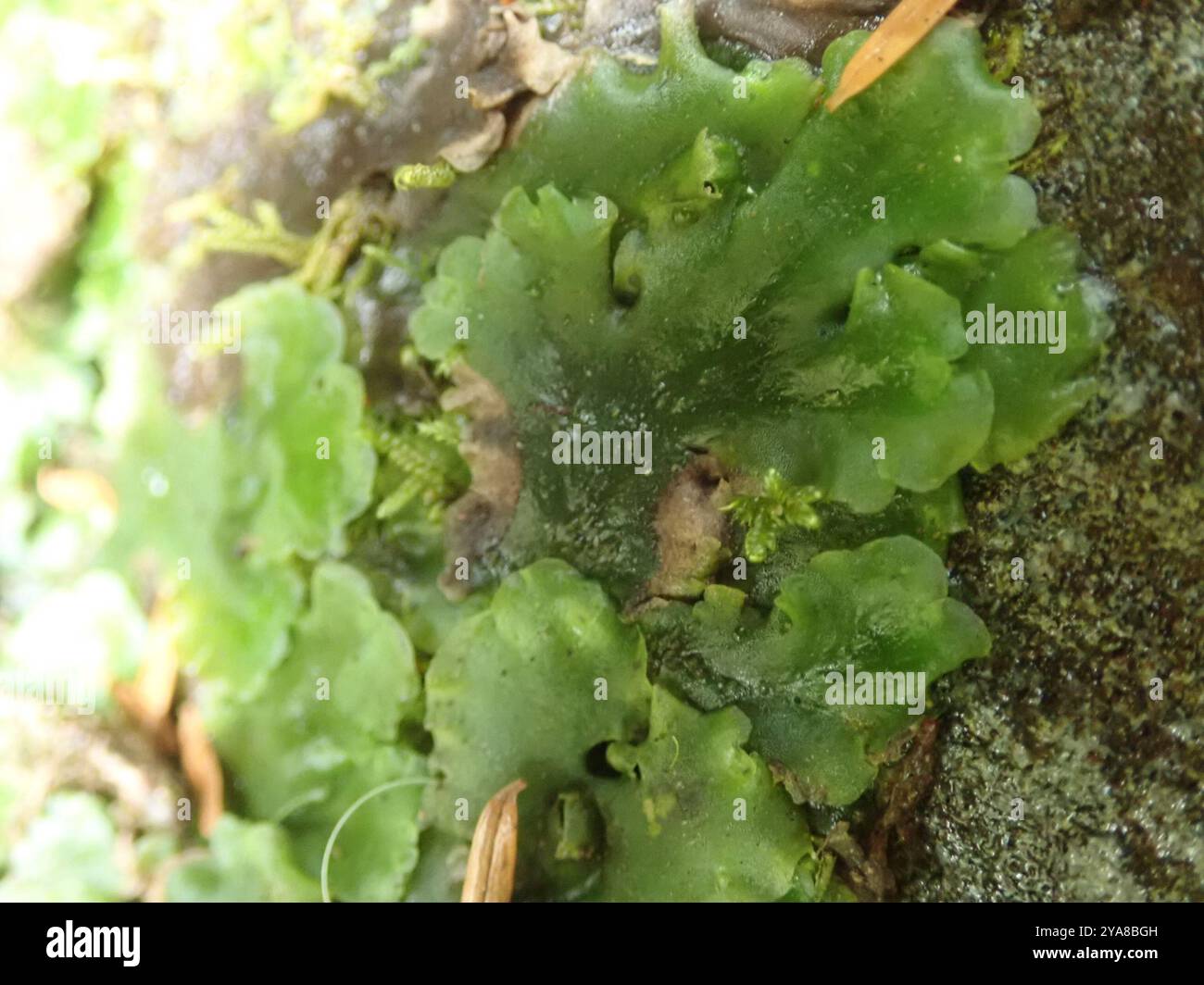 Ring Pellia (Pellia neesiana) Plantae Stock Photo - Alamy