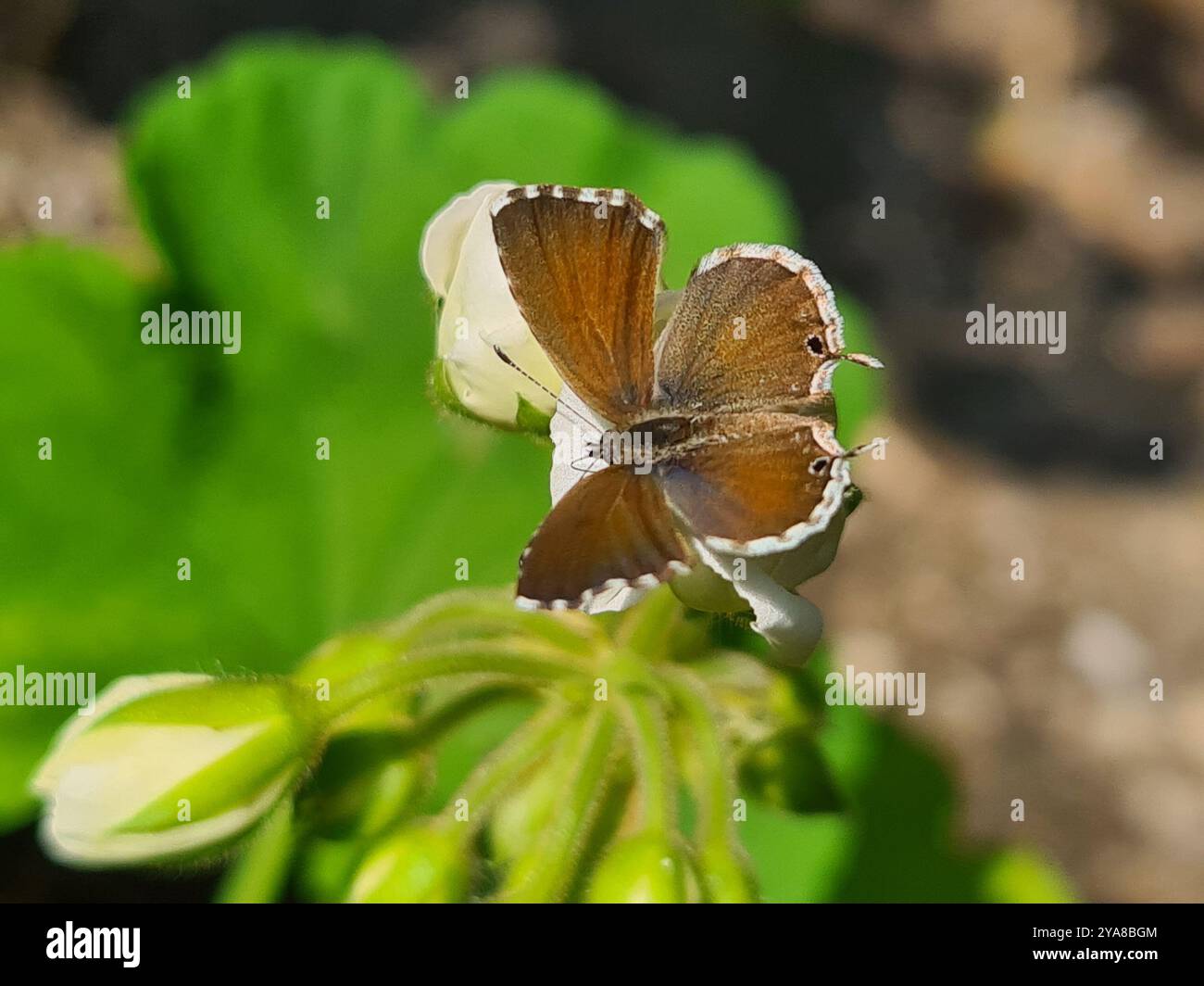 Common Geranium-bronze (Cacyreus marshalli) Insecta Stock Photo - Alamy