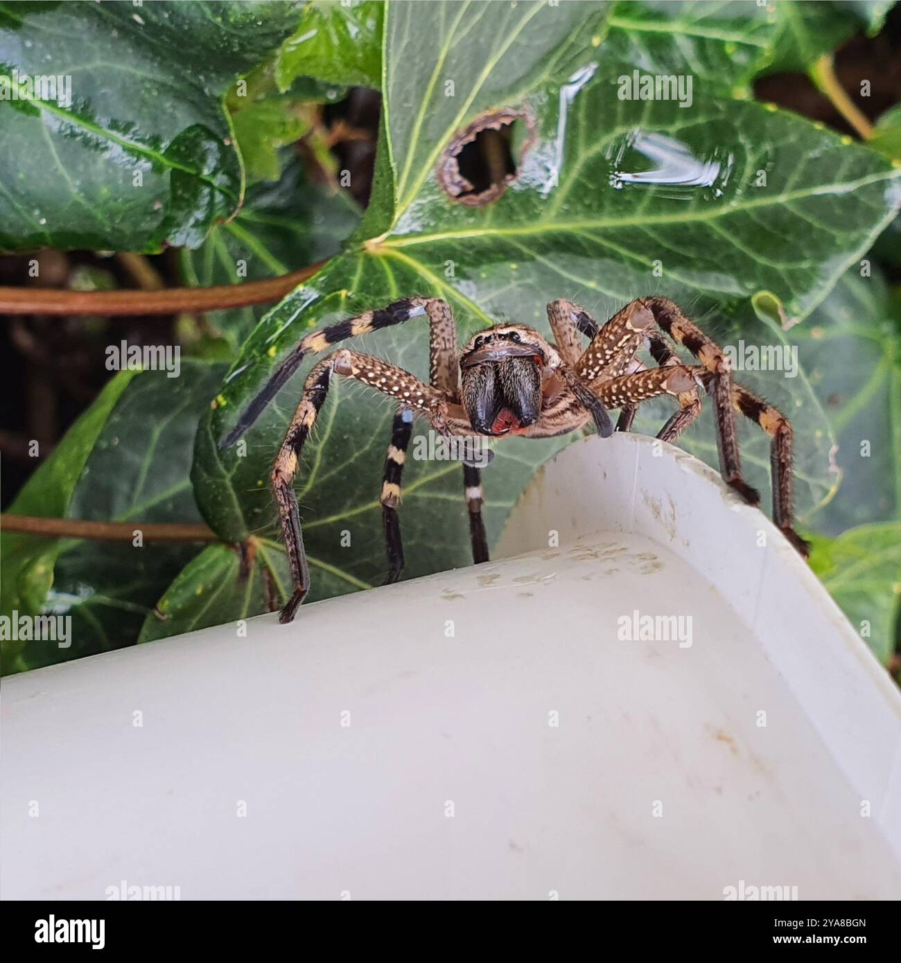 Beautiful Badge Huntsman (Neosparassus calligaster) Arachnida Stock ...