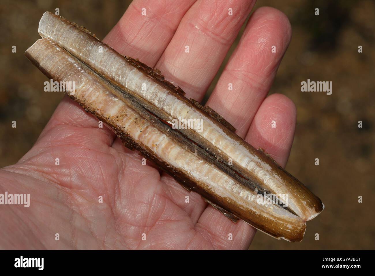 Atlantic Jackknife (Ensis leei) Mollusca Stock Photo - Alamy