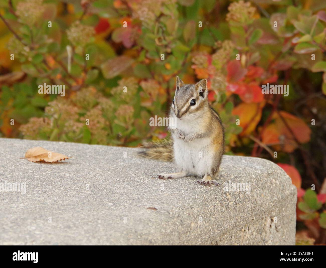 Least Chipmunk (Neotamias minimus) Mammalia Stock Photo - Alamy