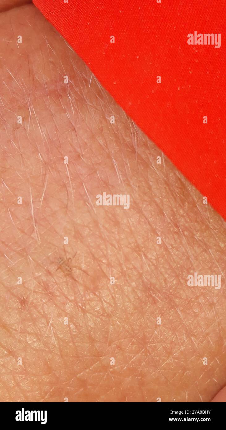 Common Spitting Spider (Scytodes thoracica) Arachnida Stock Photo - Alamy