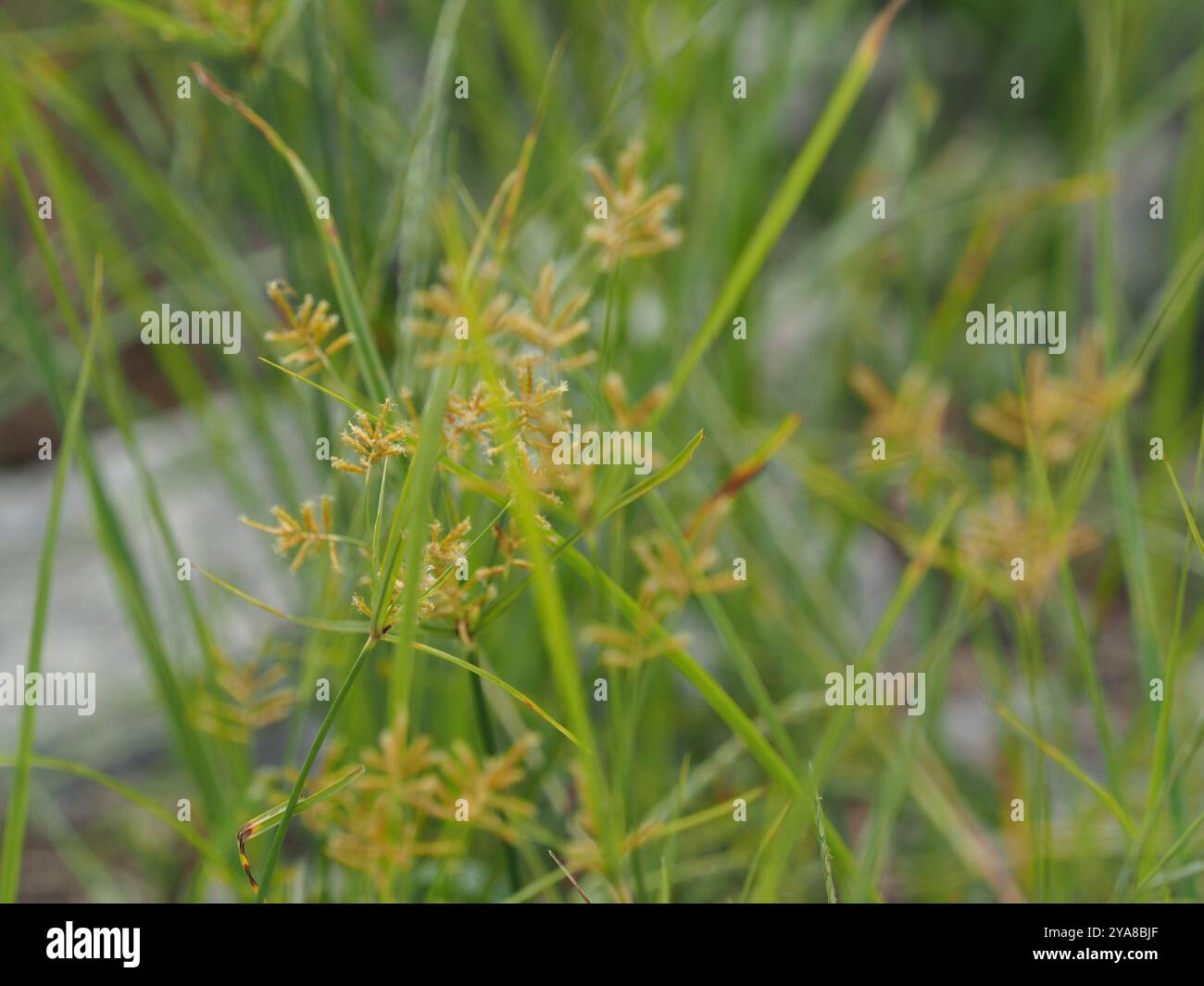 yellow nutsedge (Cyperus esculentus) Plantae Stock Photo - Alamy