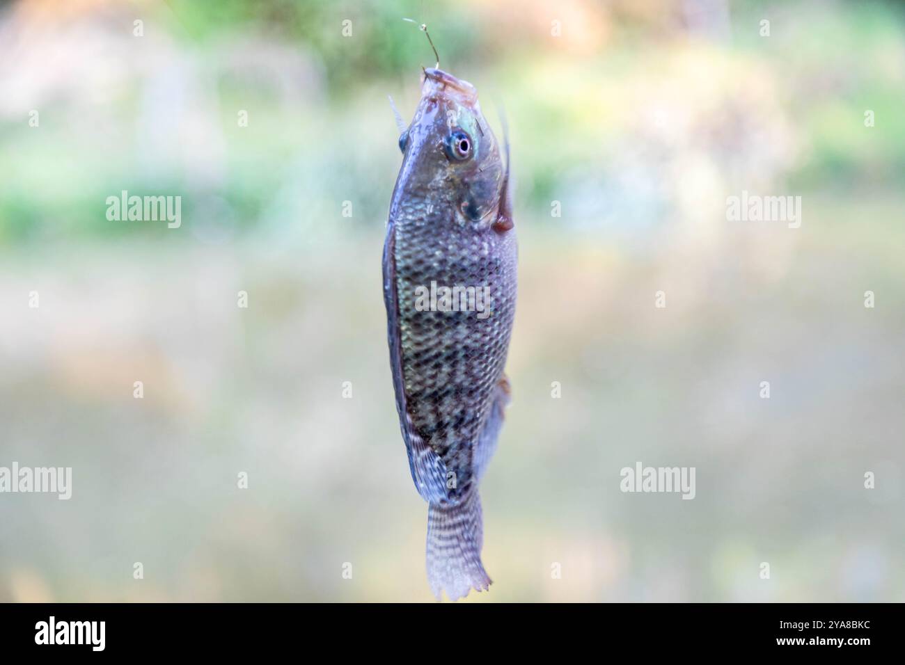 Freshwater tilapia fish caught with hook Stock Photo - Alamy