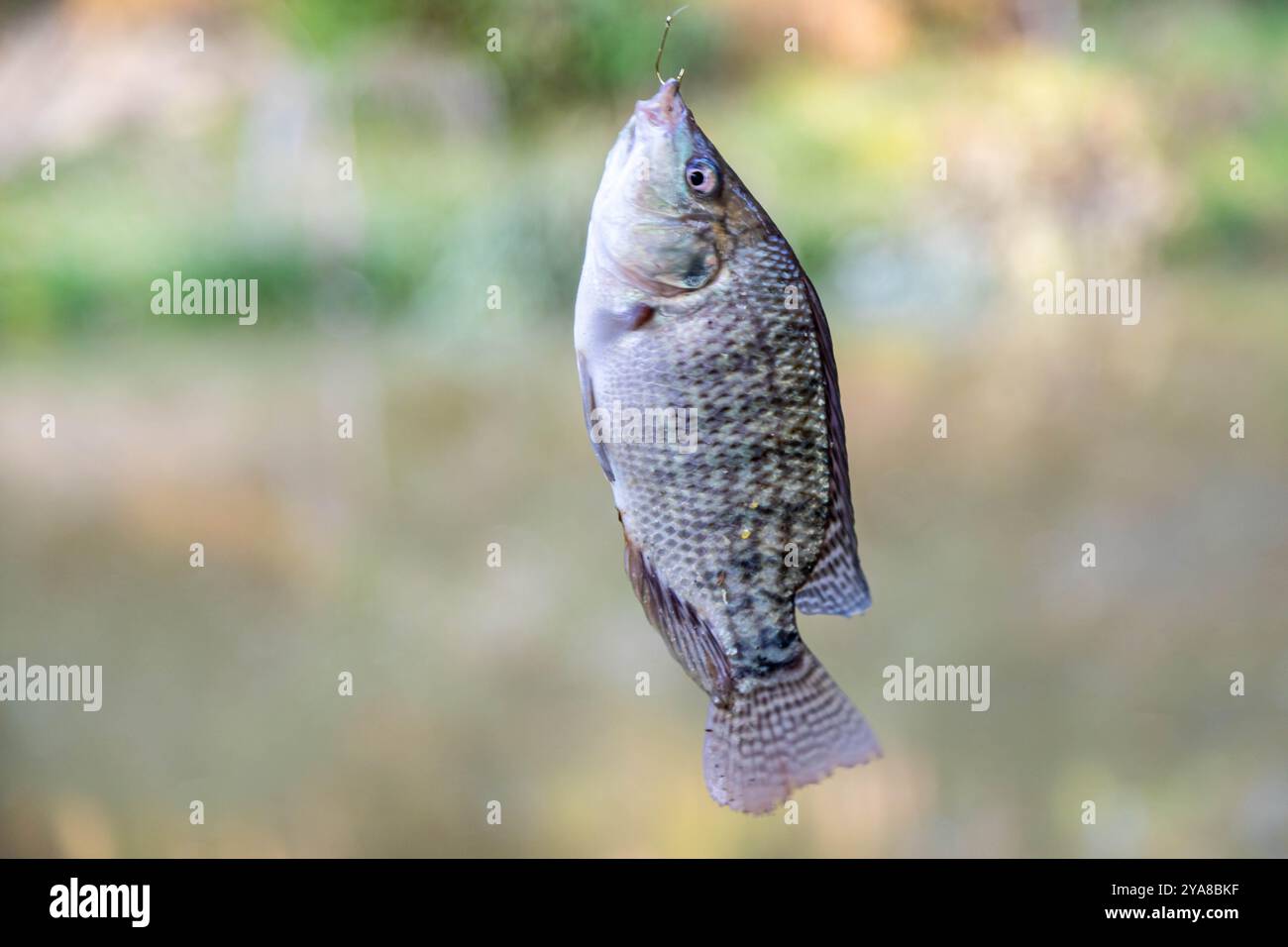 Freshwater tilapia fish caught with hook Stock Photo - Alamy