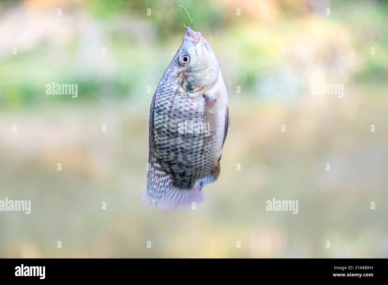 Freshwater tilapia fish caught with hook Stock Photo - Alamy