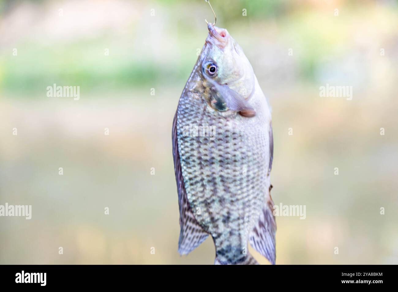 Freshwater tilapia hi-res stock photography and images - Alamy