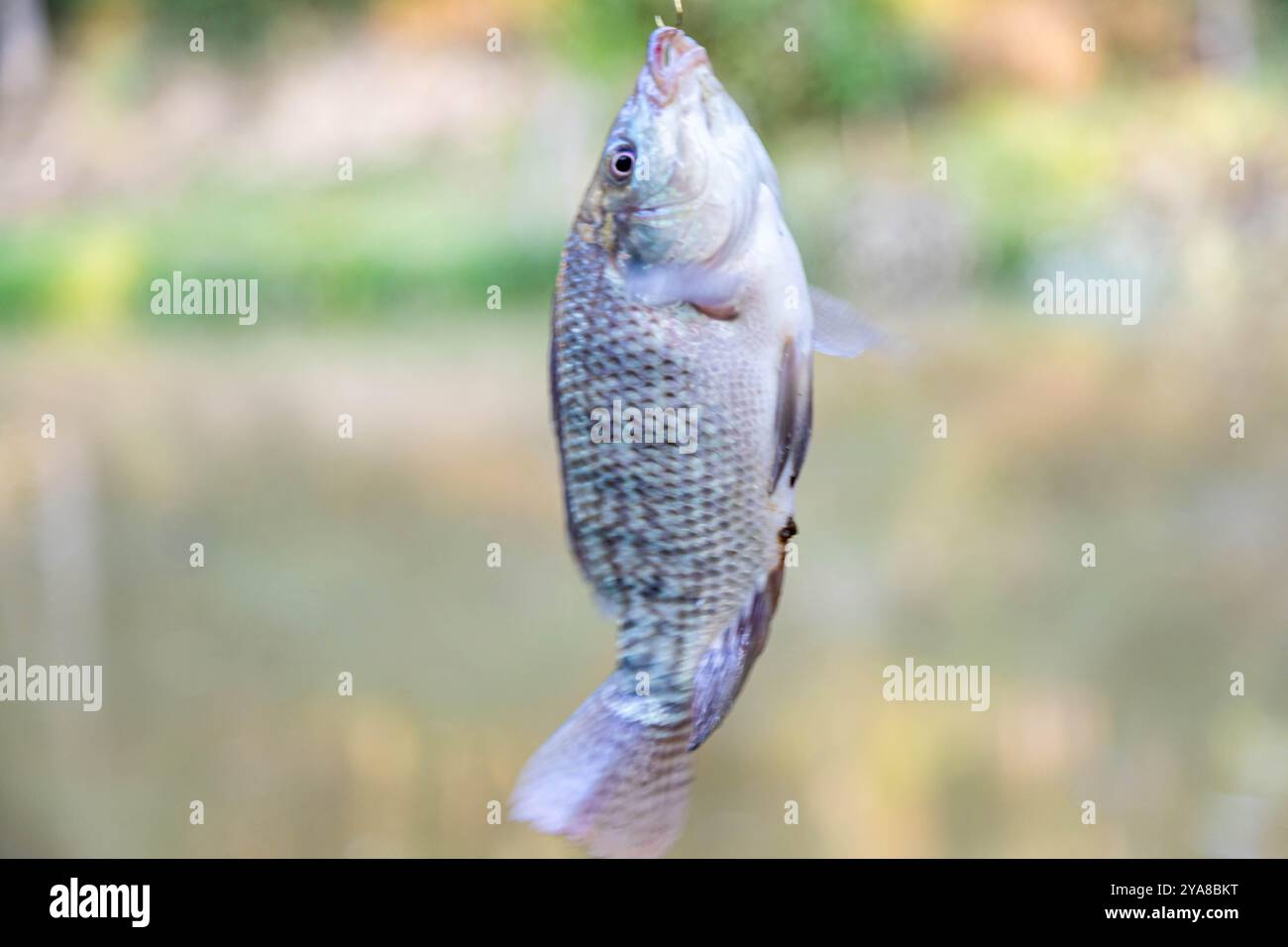 Freshwater tilapia fish caught with hook Stock Photo - Alamy