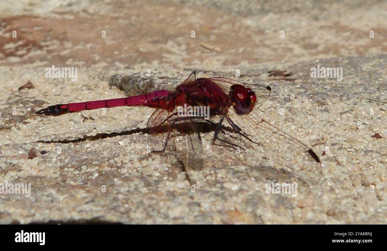 Trithemis selika hi-res stock photography and images - Alamy