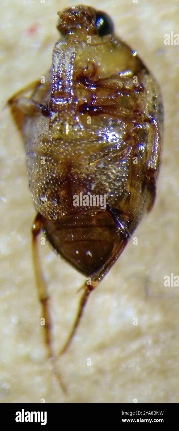 Crawling Water Beetles (Haliplidae) Insecta Stock Photo - Alamy
