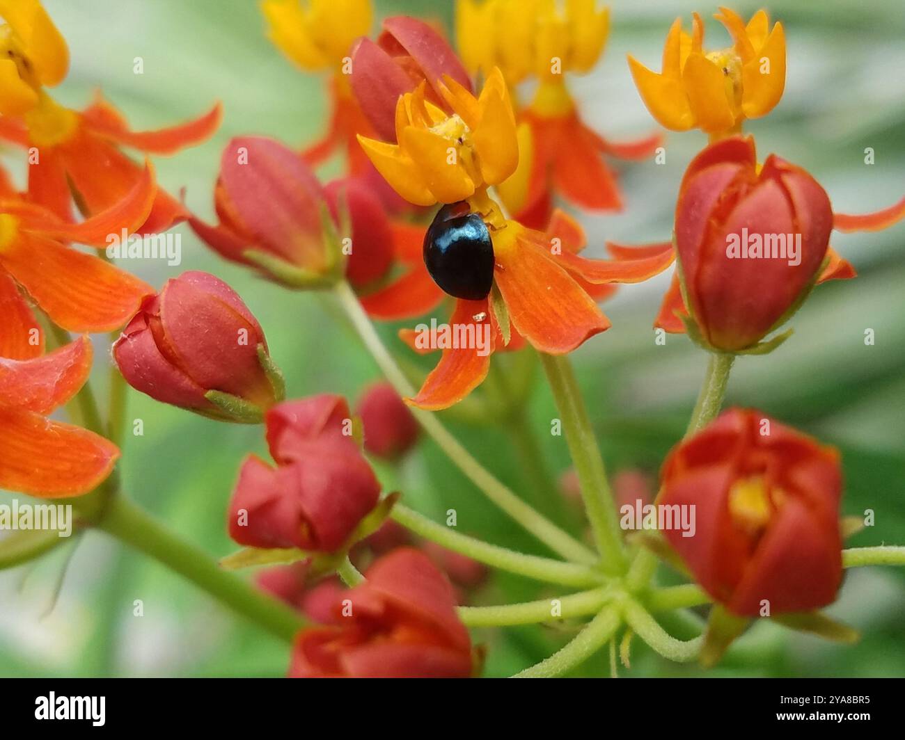 Metallic Blue Lady Beetle (Curinus coeruleus) Insecta Stock Photo - Alamy
