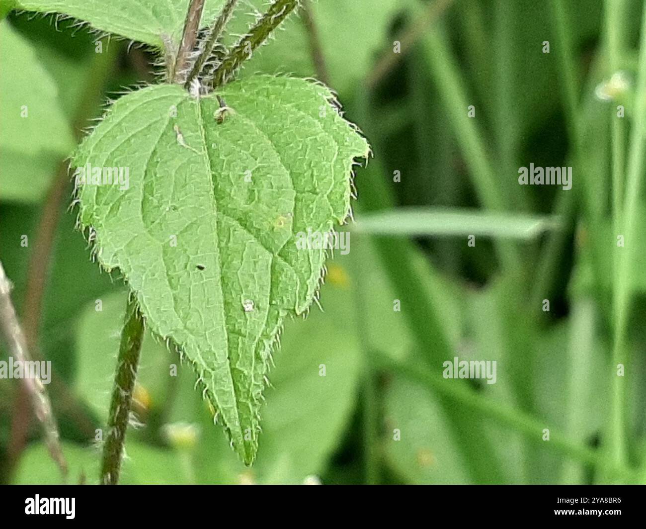 shaggy soldier (Galinsoga quadriradiata) Plantae Stock Photo - Alamy