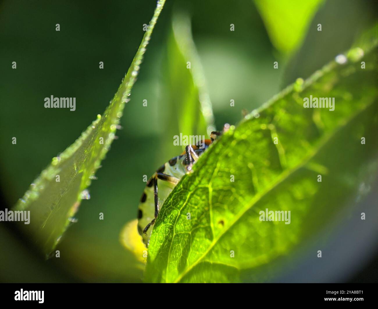Green Stink Bug (Chinavia hilaris) Insecta Stock Photo - Alamy