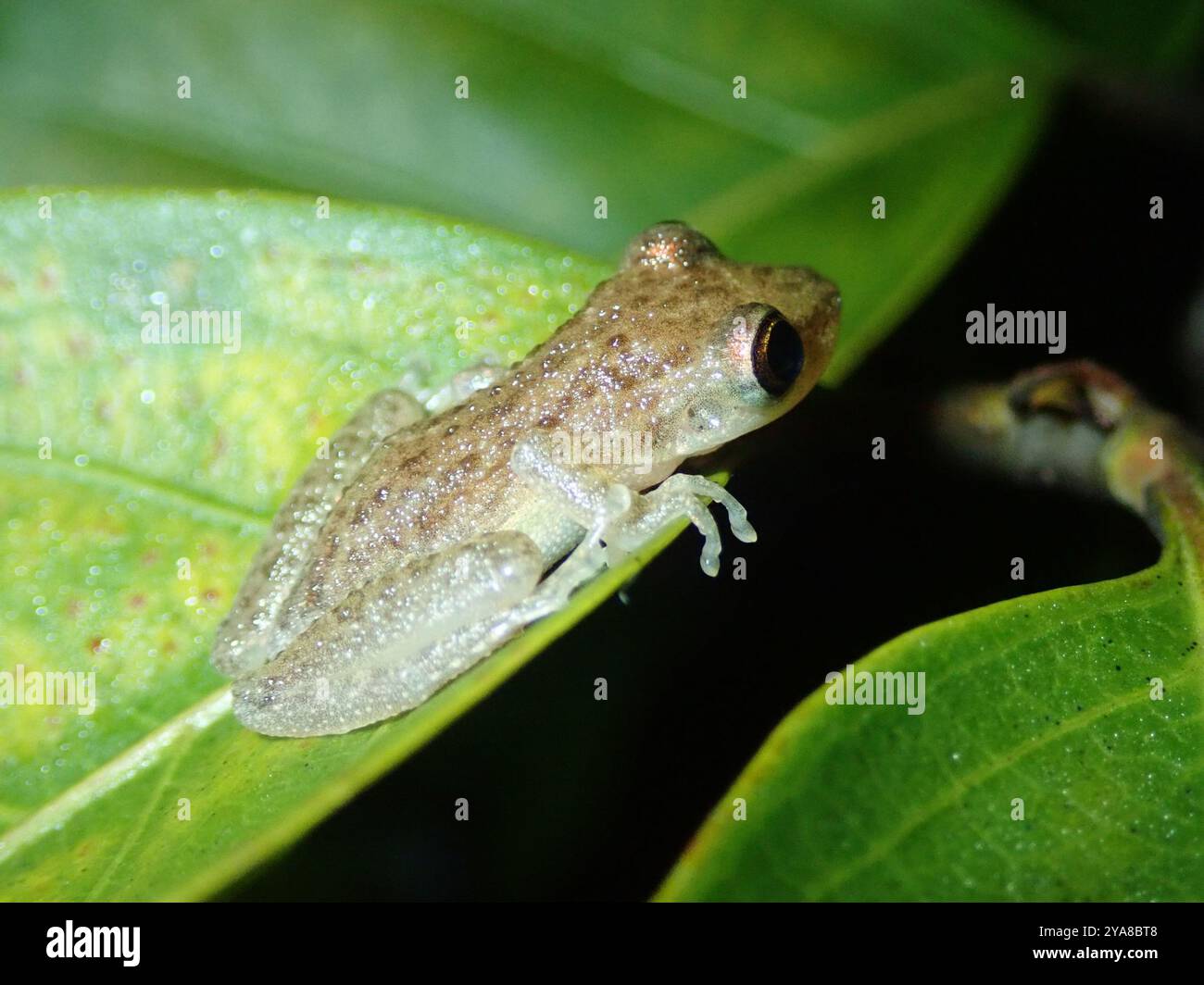 Snouted Tree Frogs (Scinax) Amphibia Stock Photo - Alamy