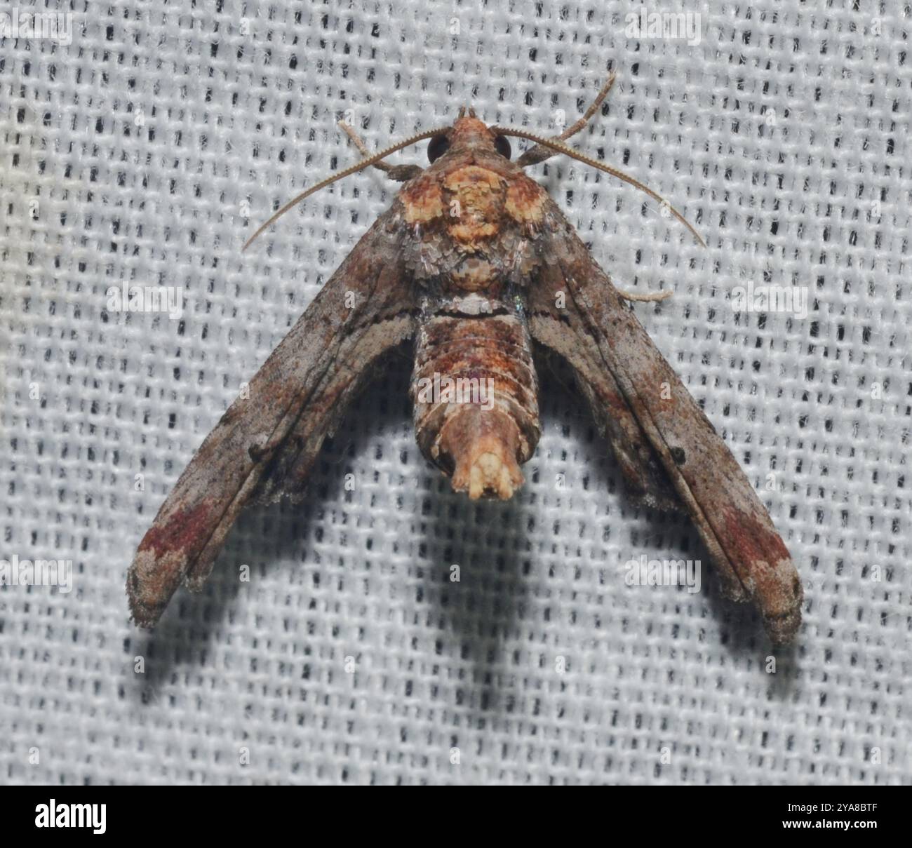 Dark Marathyssa Moth (Marathyssa inficita) Insecta Stock Photo - Alamy