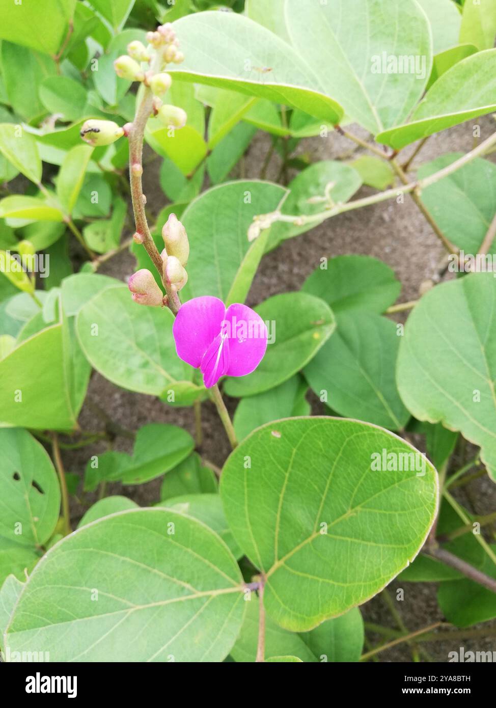 Beach Bean (Canavalia rosea) Plantae Stock Photo - Alamy