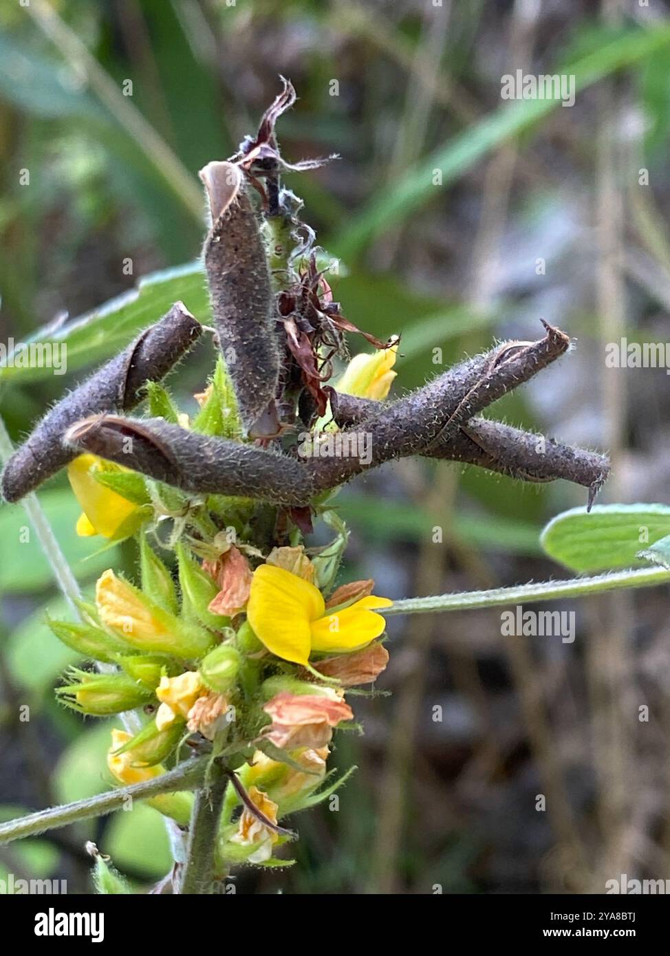 Twining Snoutbean (Rhynchosia tomentosa) Plantae Stock Photo - Alamy