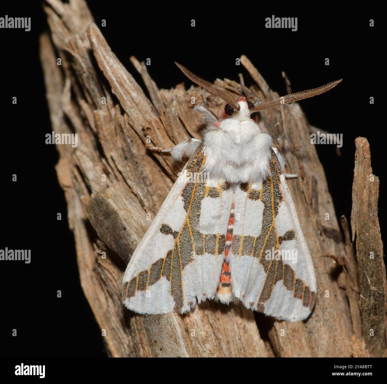Red-tailed Specter Moth (Euerythra phasma) Insecta Stock Photo - Alamy