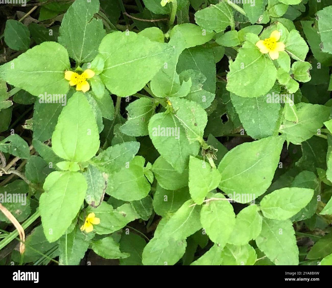 straggler daisy (Calyptocarpus vialis) Plantae Stock Photo - Alamy