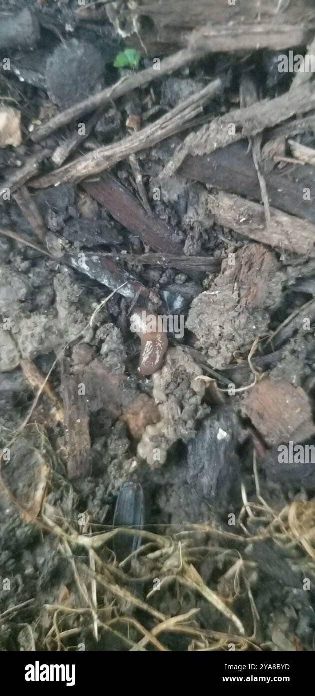 Smooth Land Slugs (Deroceras) Mollusca Stock Photo - Alamy