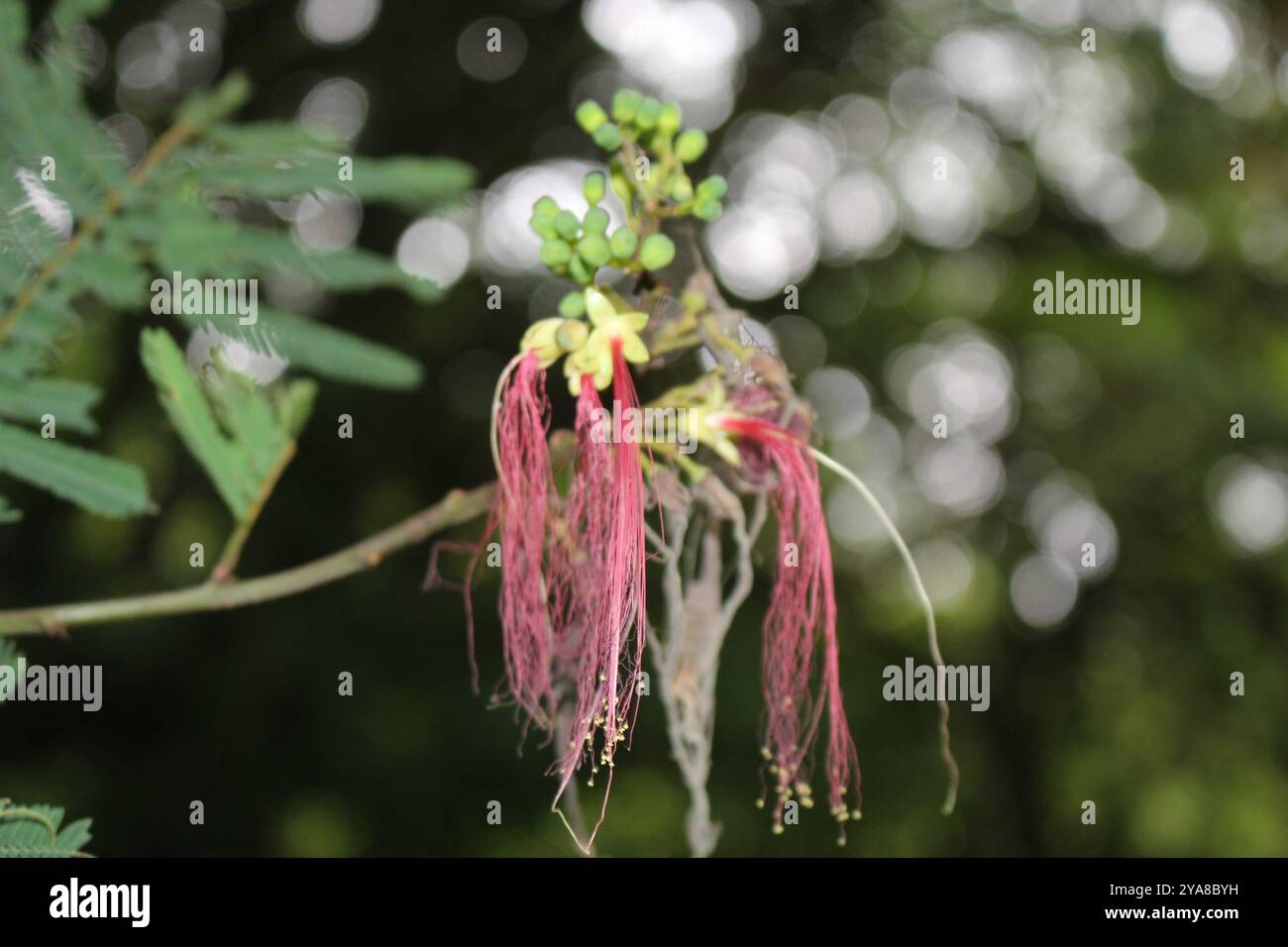 tree calliandra (Calliandra houstoniana) Plantae Stock Photo - Alamy