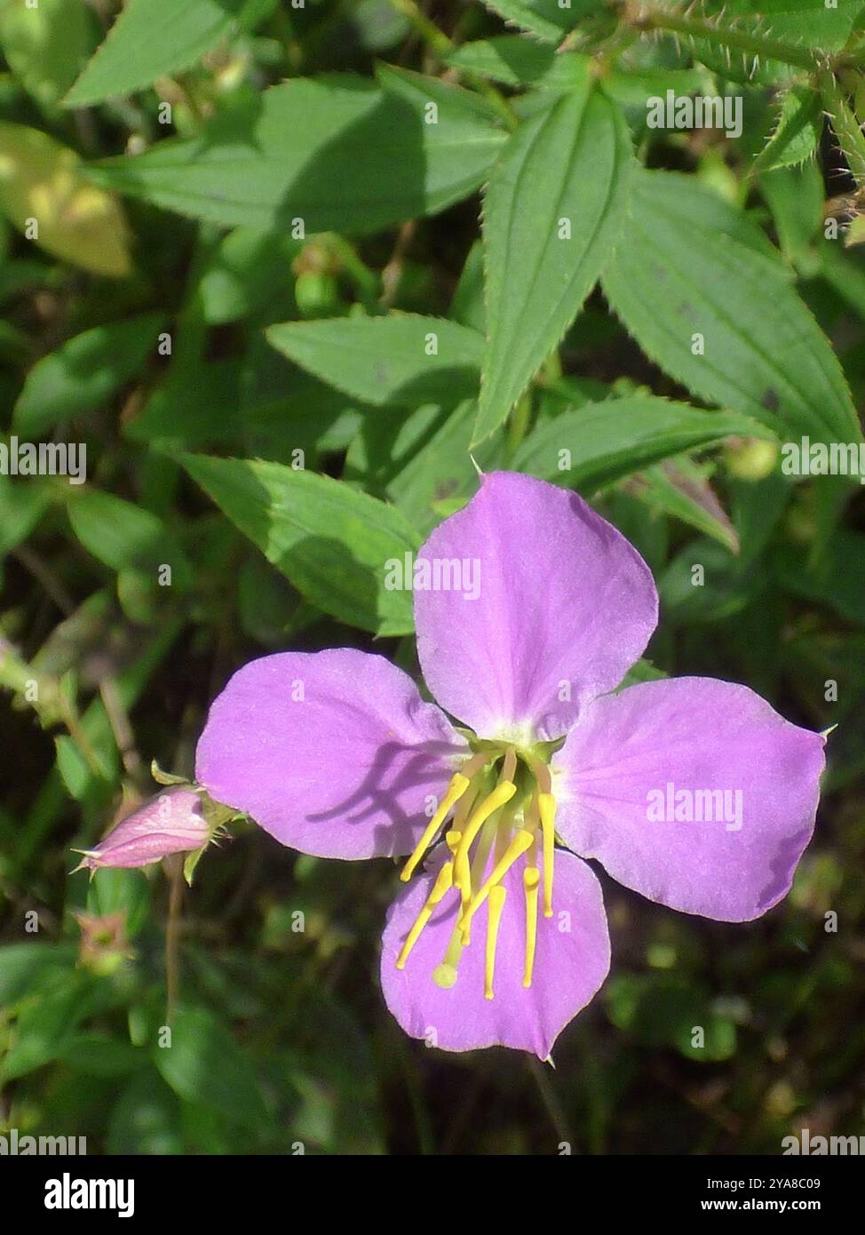 Virginia meadowbeauty (Rhexia virginica) Plantae Stock Photo - Alamy