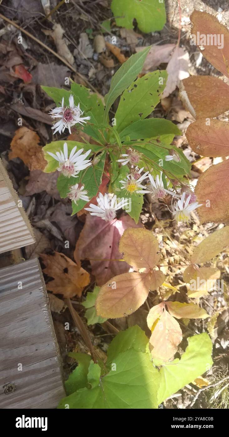 whorled wood aster (Oclemena acuminata) Plantae Stock Photo - Alamy