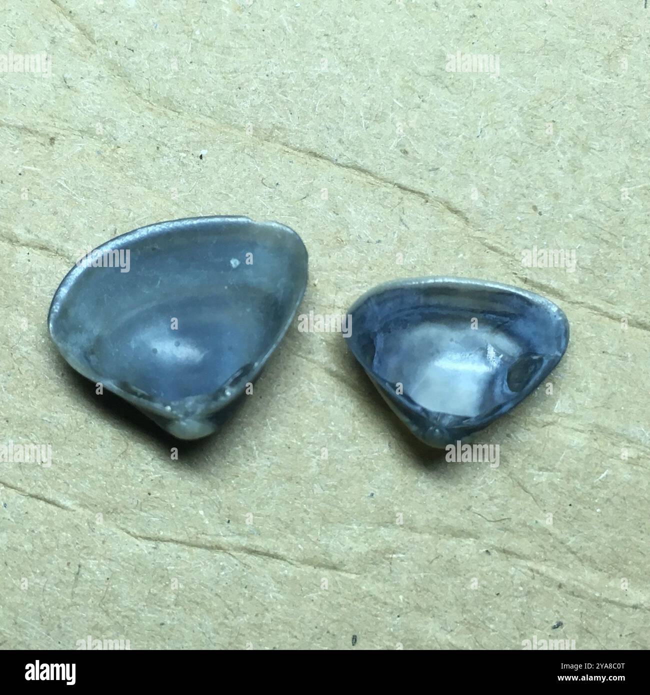 Trough shells hi-res stock photography and images - Alamy