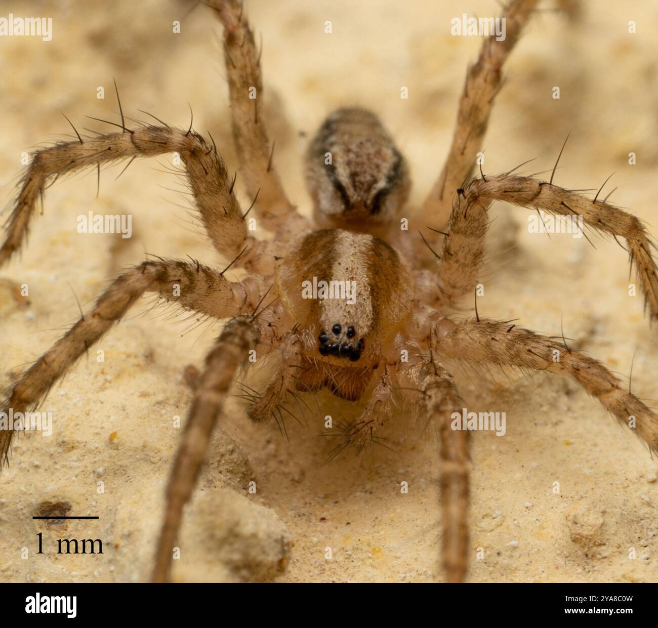 Funnel Weavers (Agelenidae) Arachnida Stock Photo - Alamy