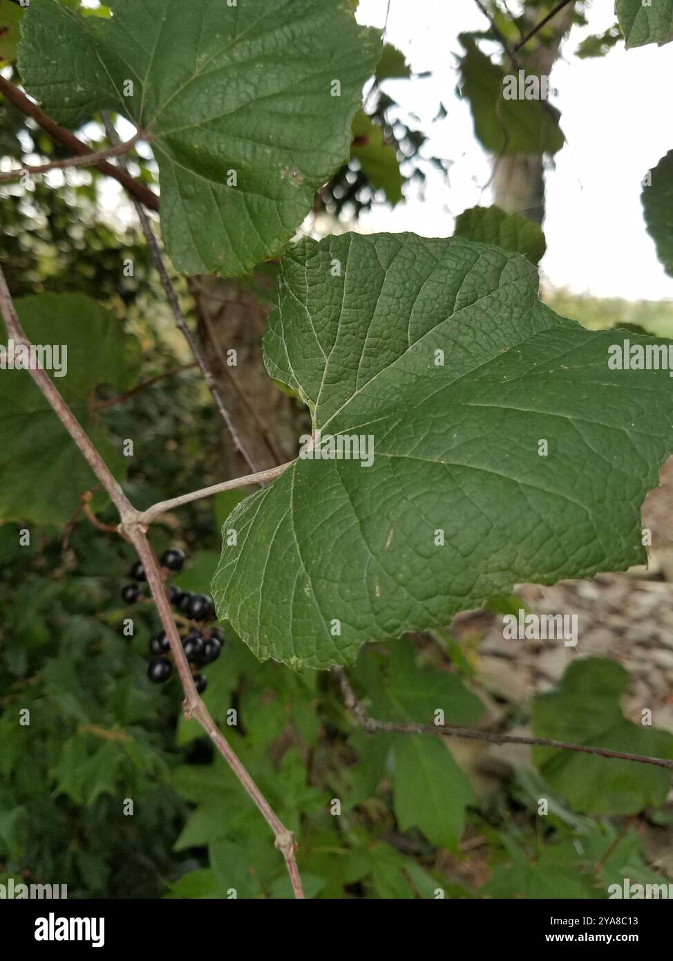 graybark grape (Vitis cinerea) Plantae Stock Photo - Alamy