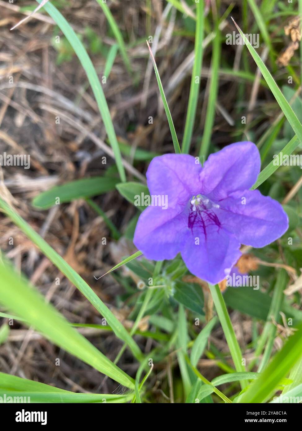 hairy ruellia (Ruellia humilis) Plantae Stock Photo - Alamy